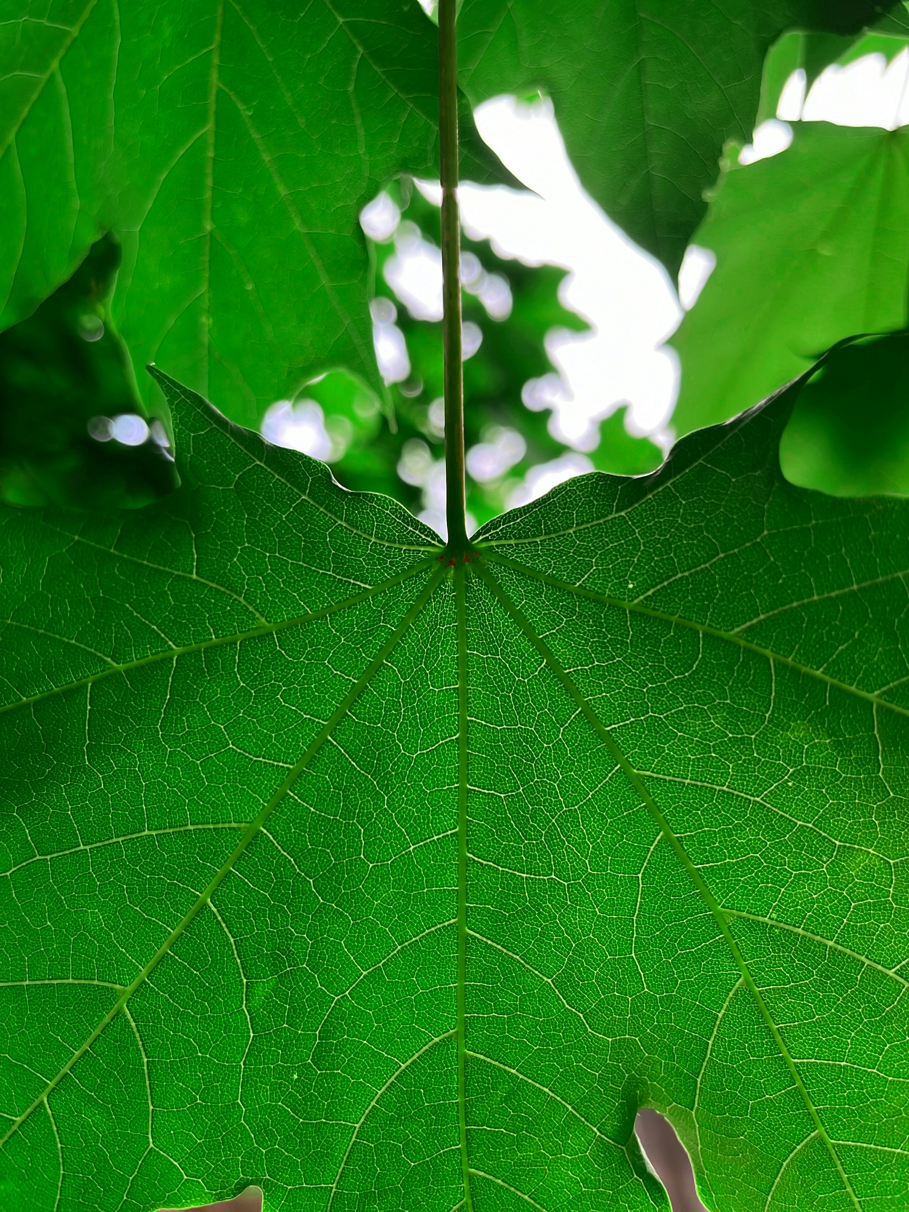 Vein Atlas: a Sunlit Leaf's Intricate Lattice