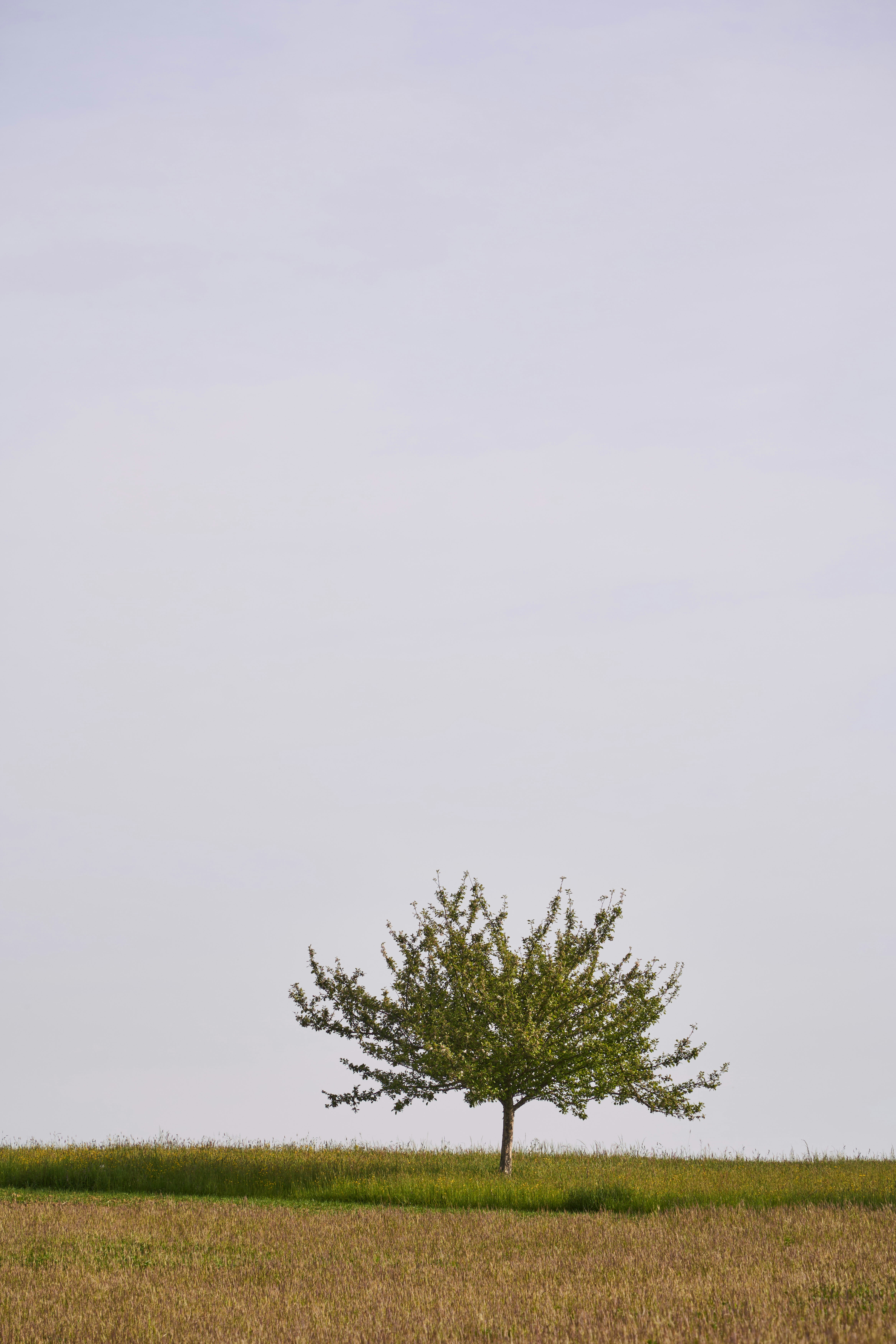 A lone tree in a grassy field under a blue sky photo – Free Single tree ...