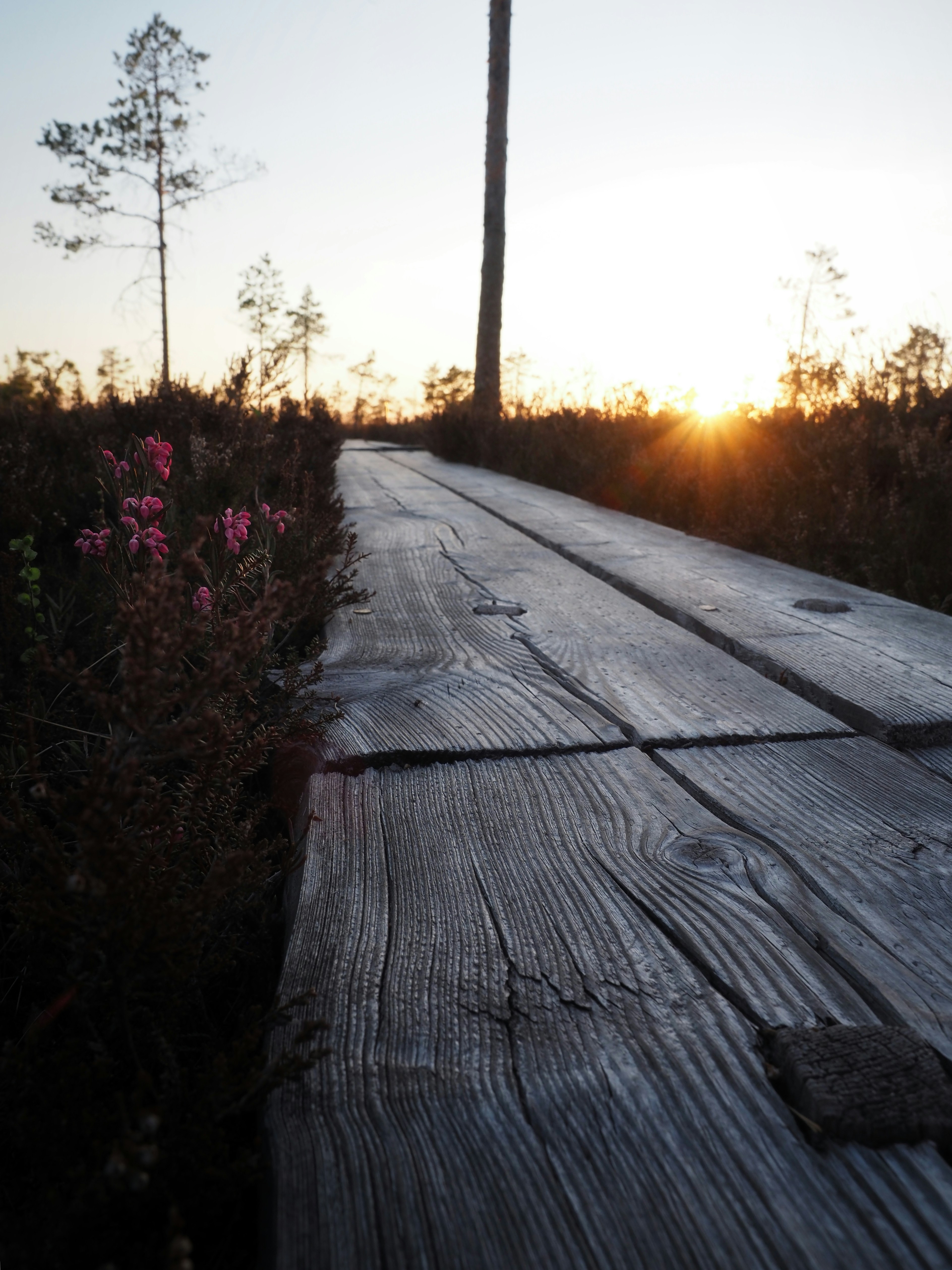 The sun is setting over a wooden path photo – Free Kauhanevan ...