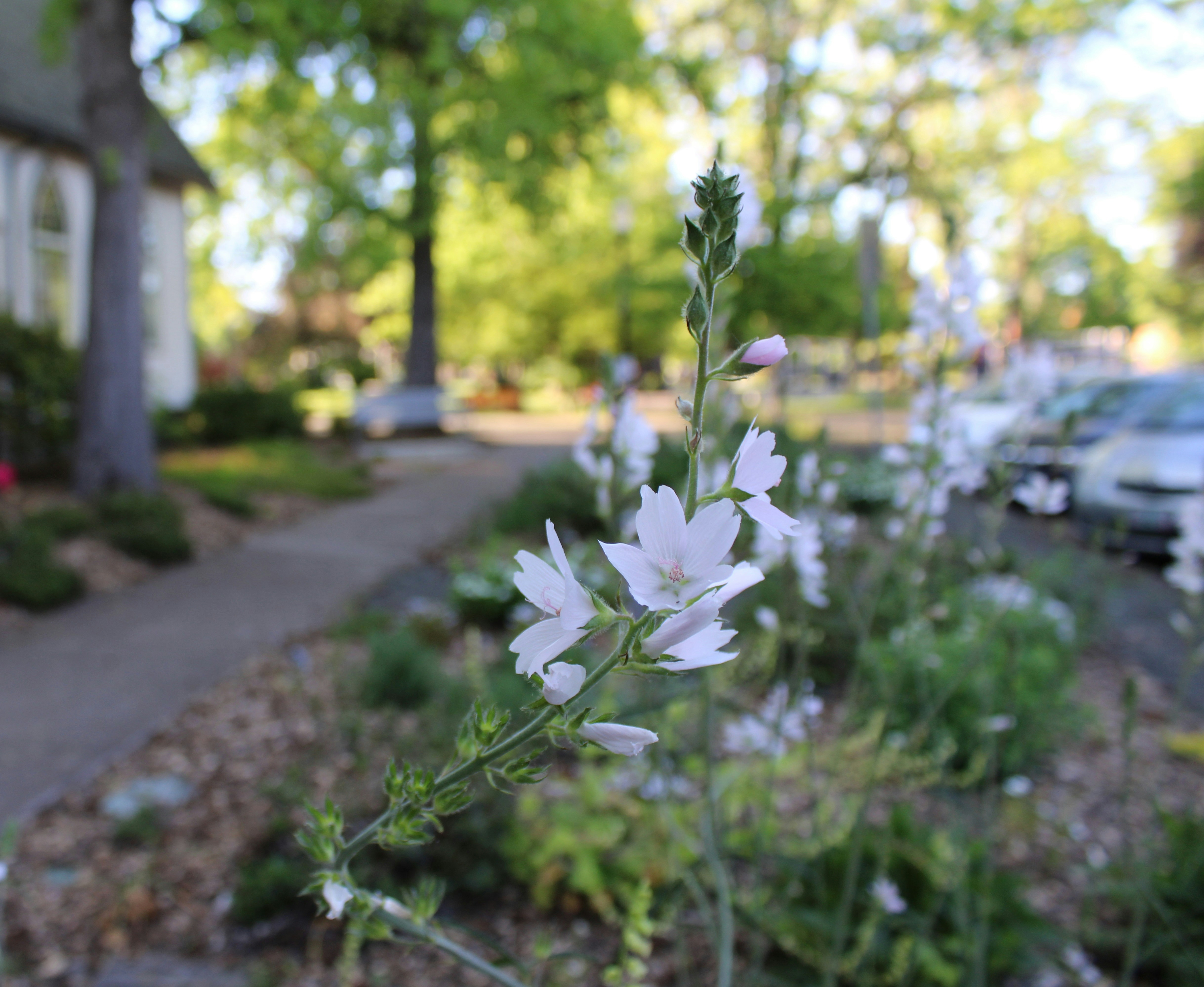A Delicate White Bloom Framing a Sunlit Suburban Street