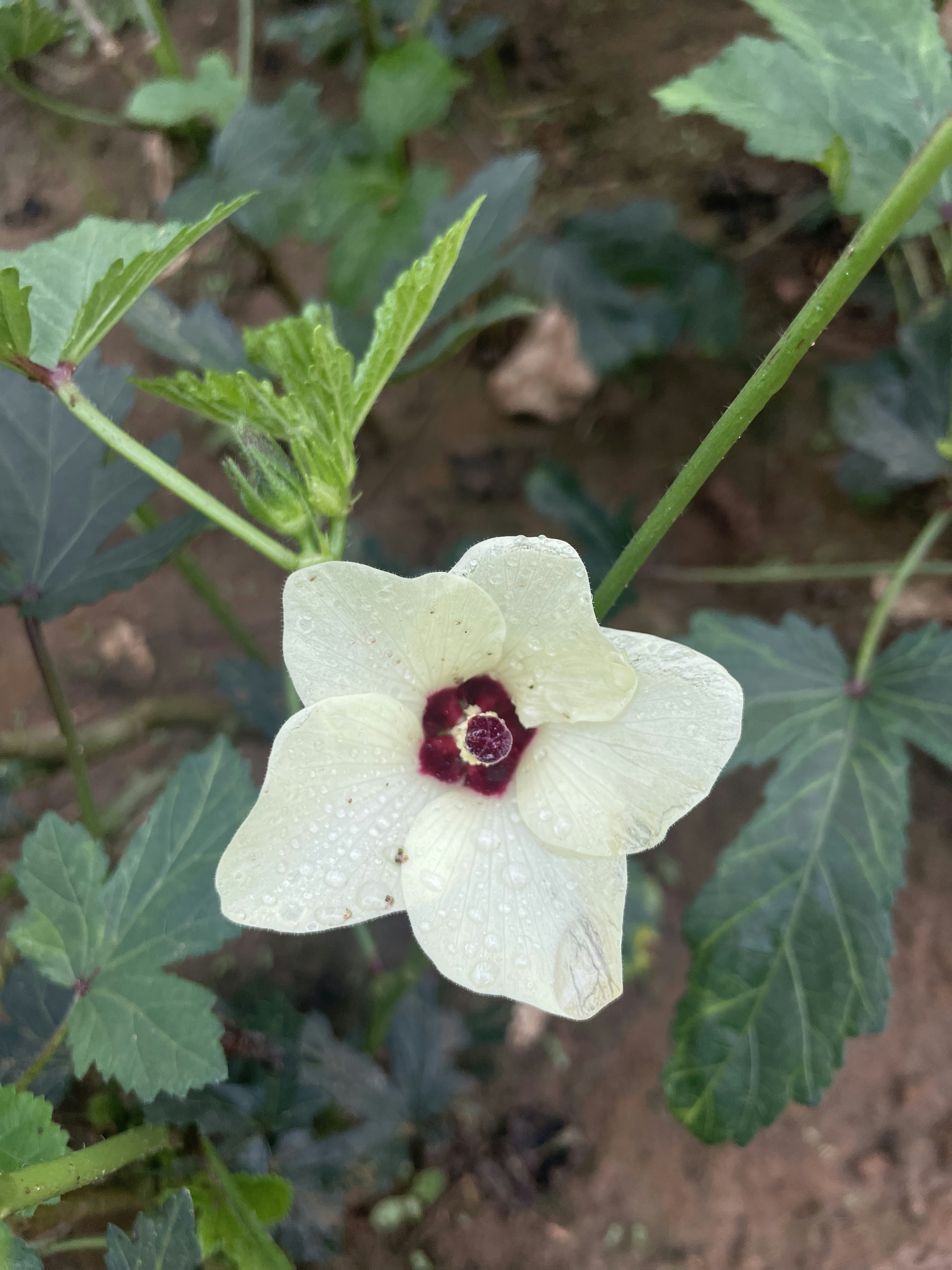 Dew-kissed white bloom with a burgundy eye amid garden greens