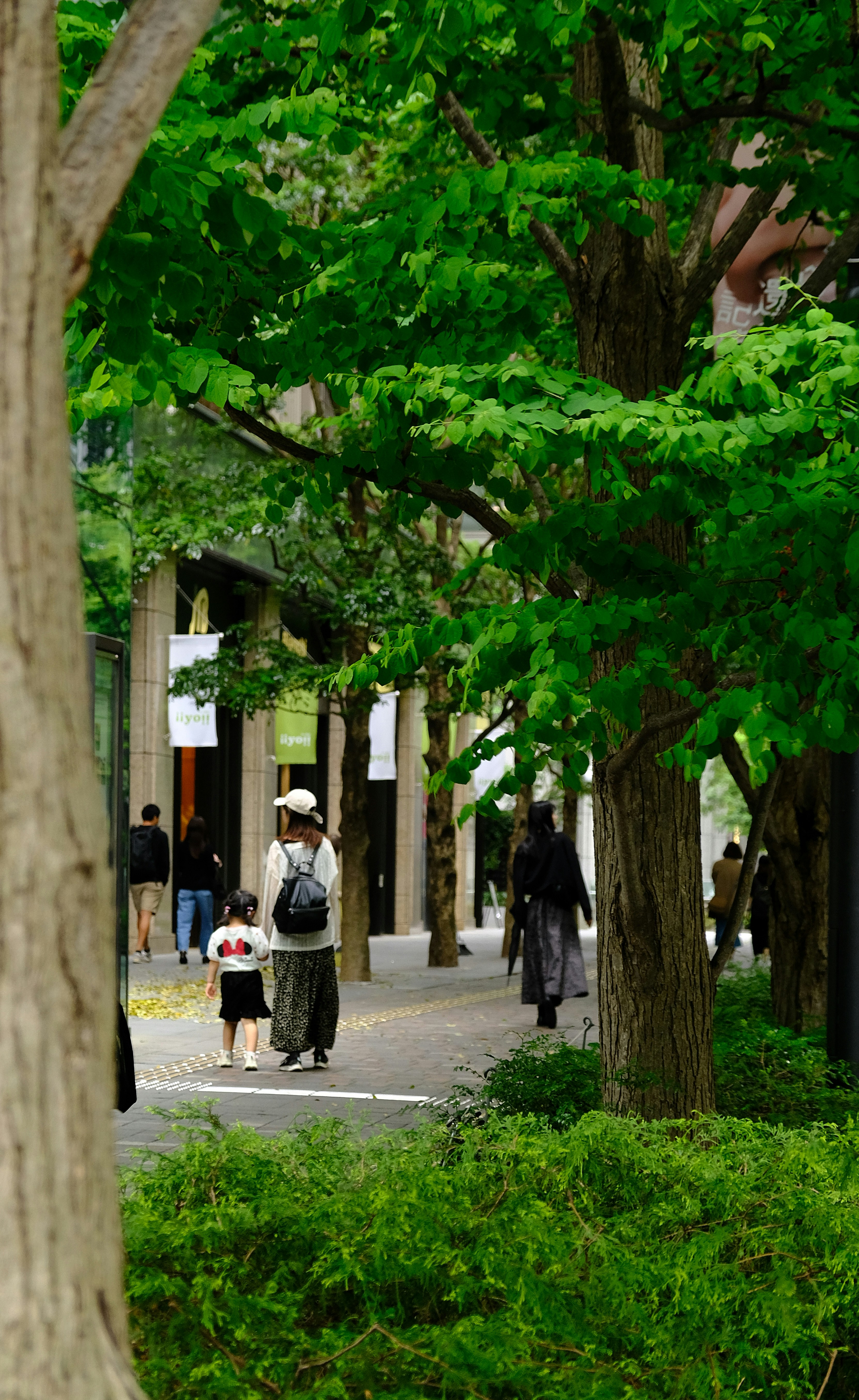 Under the Green Canopy: A Child Leads a Quiet City Walk