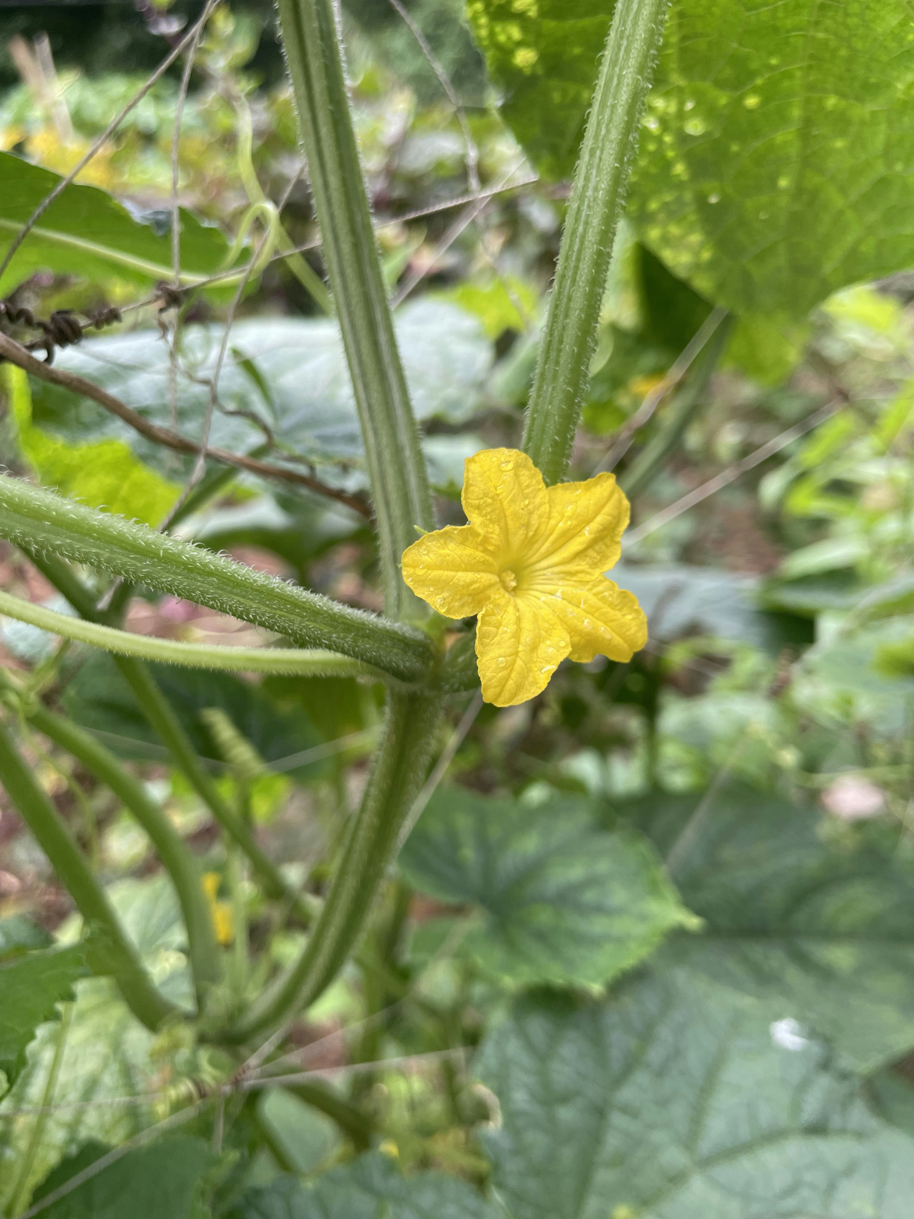 Single yellow cucumber blossom threads through a green vine lattice