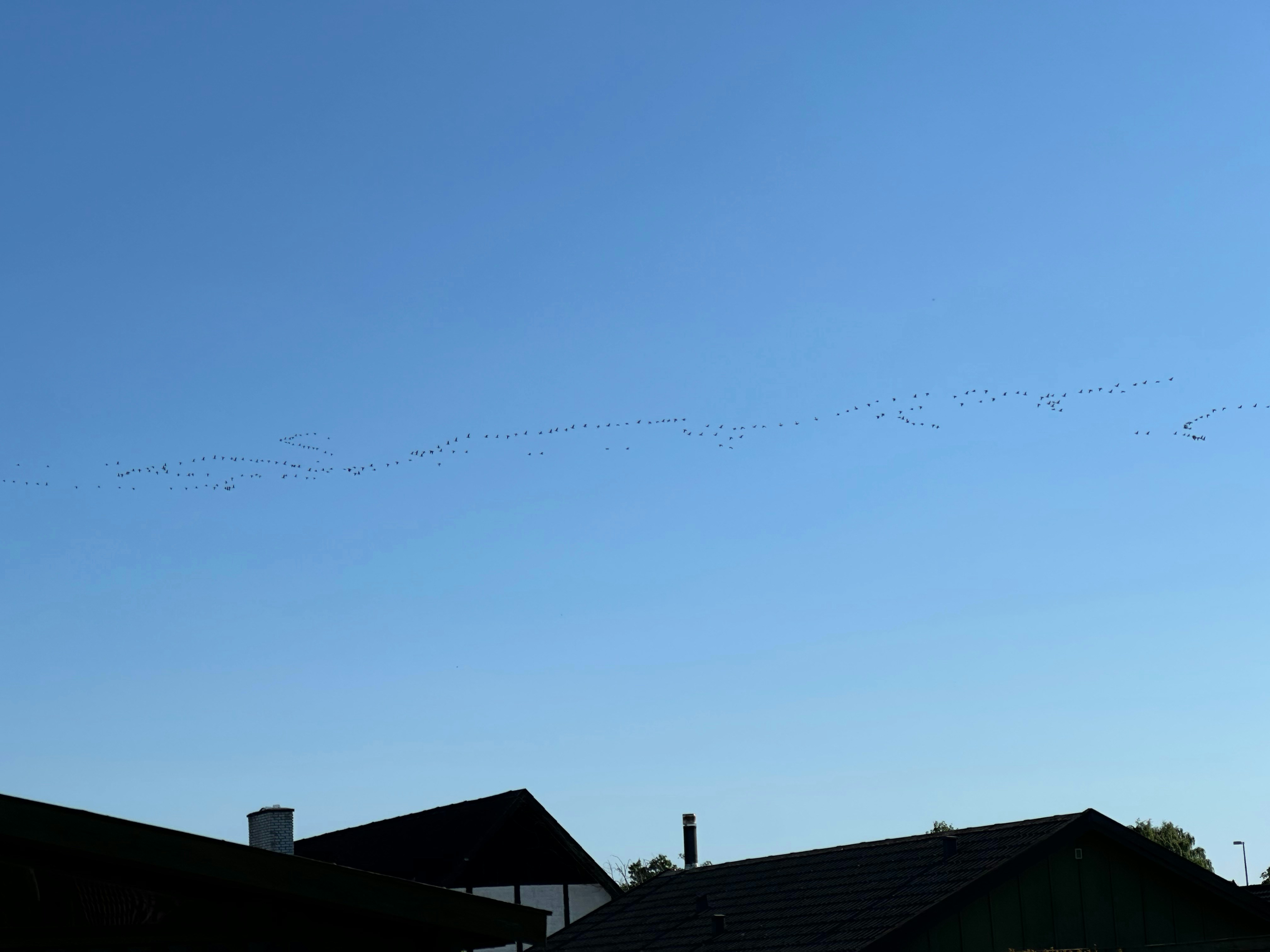Dotted Flight Across a Quiet Blue Sky