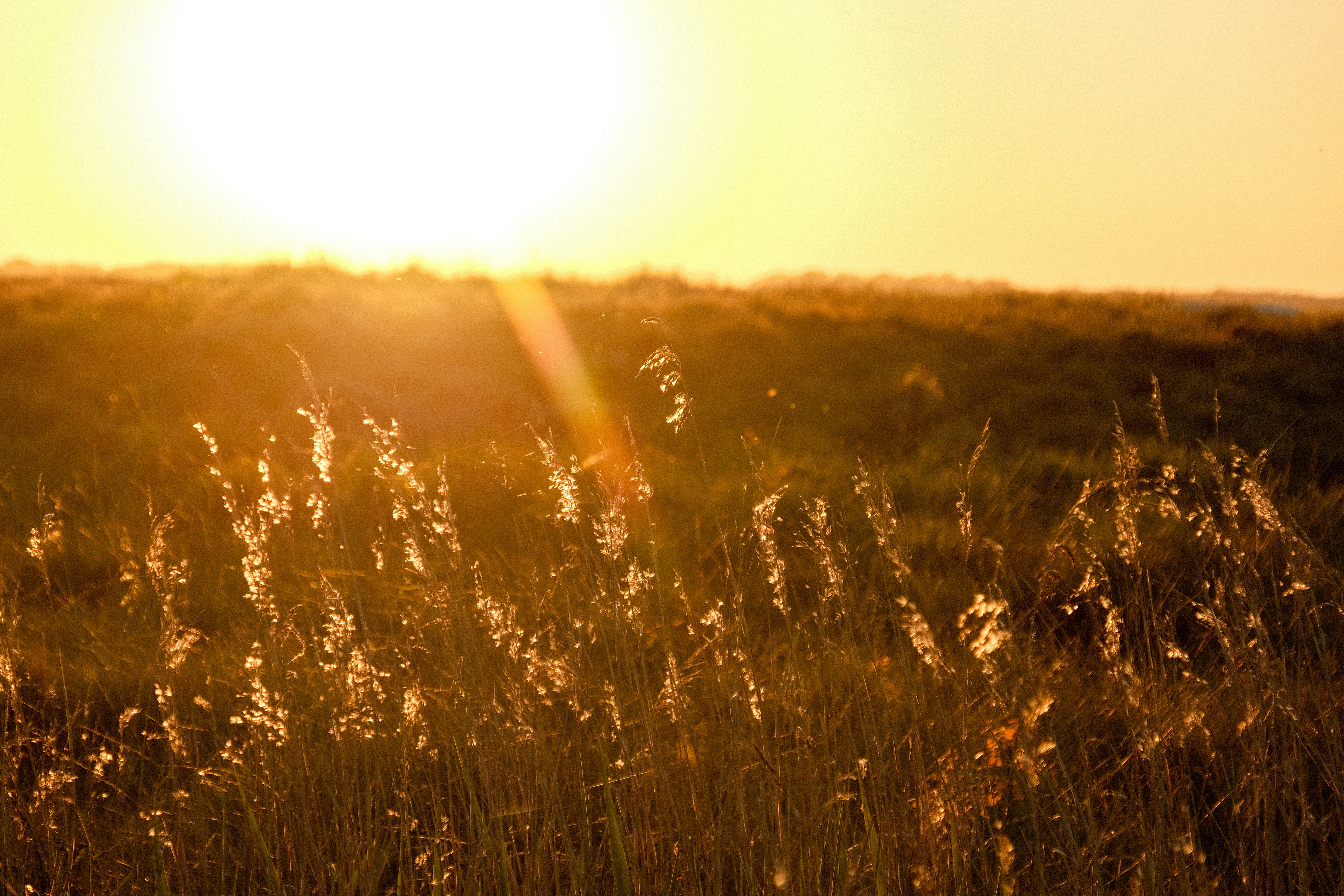 The sun is setting over a field of tall grass photo – Free Lundø Image ...