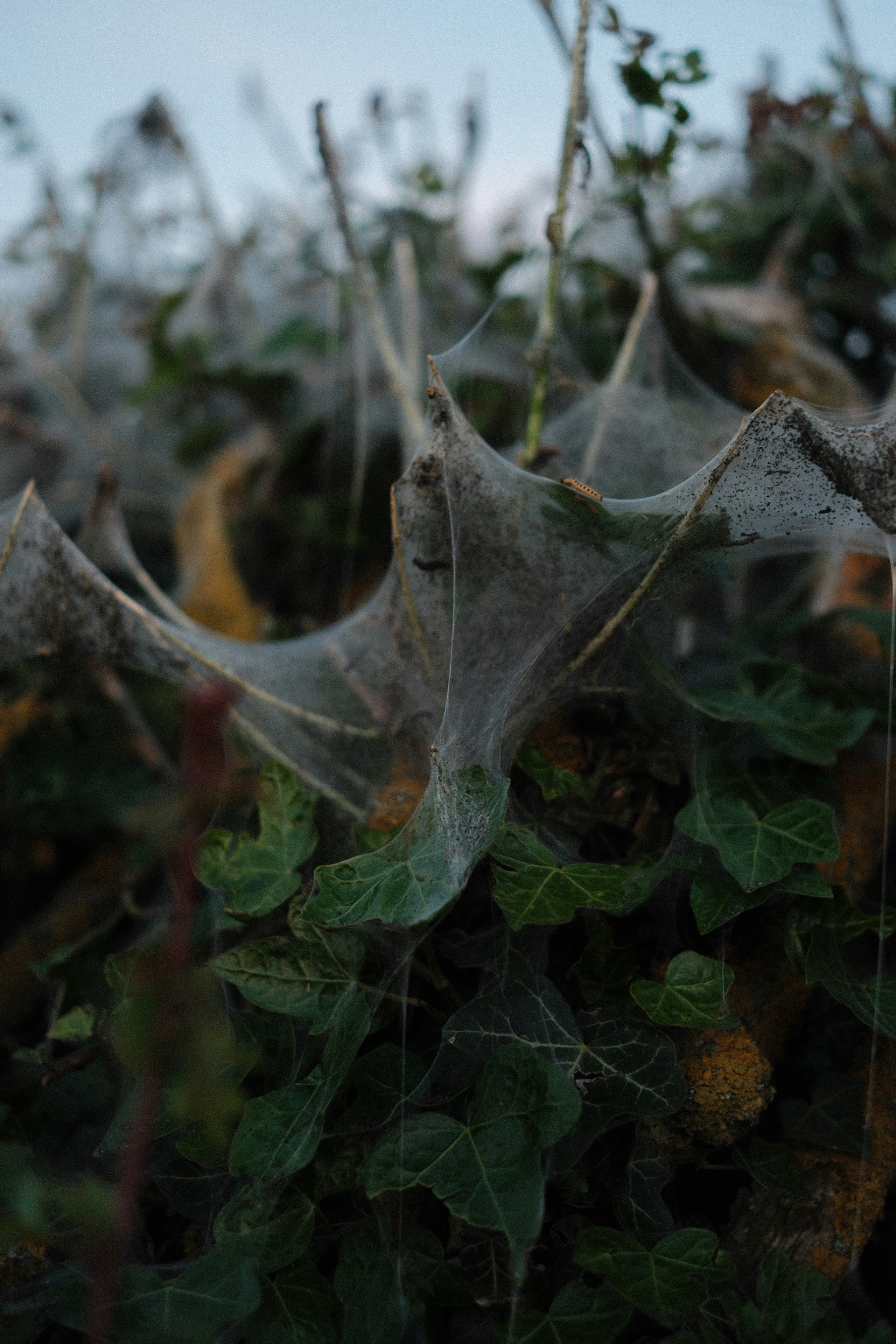 Caterpillars in a hedge row