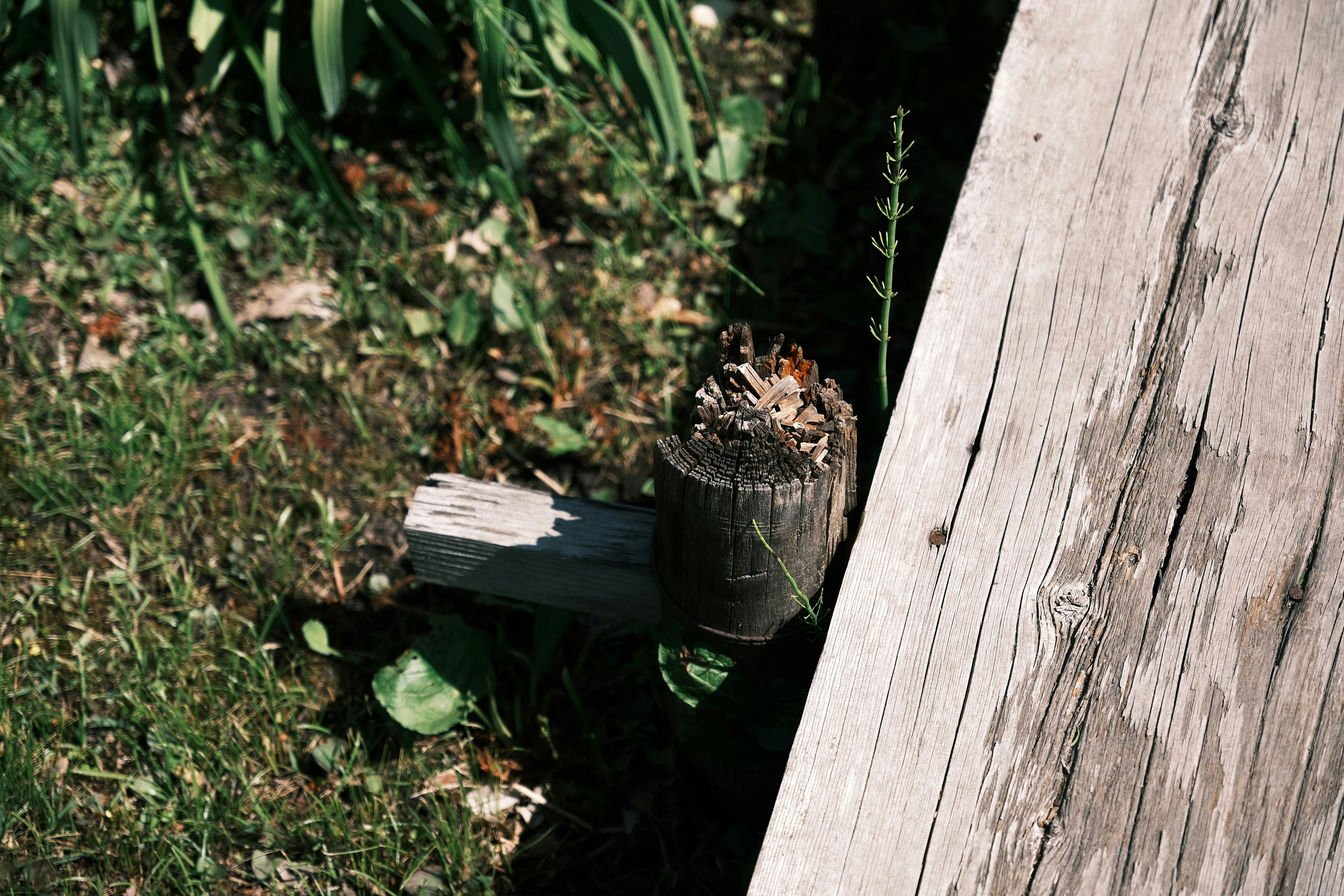 Weathered fence post meets sunlit garden edge