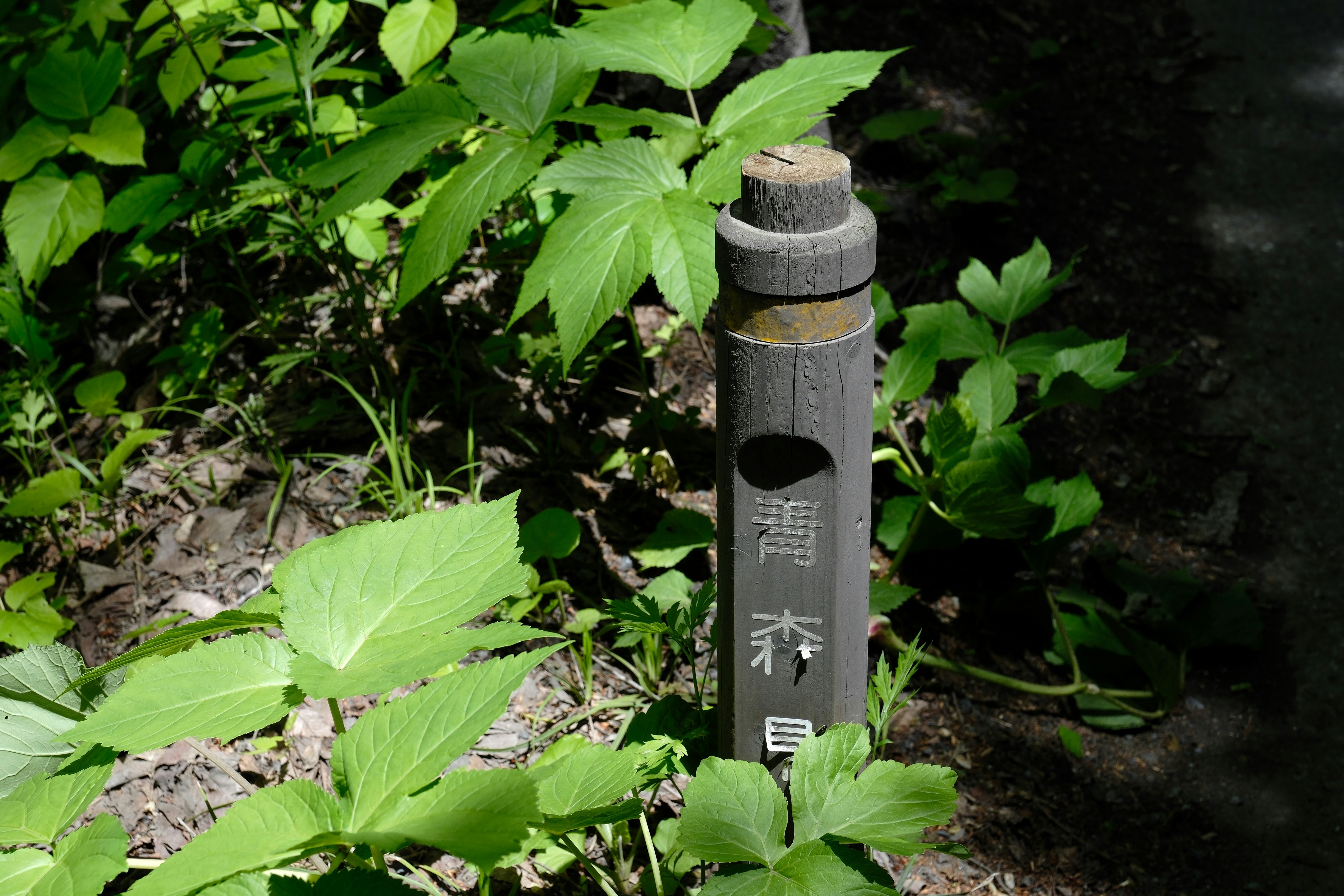 Photo by Seiya Maeda with Fujifilm X-H2S