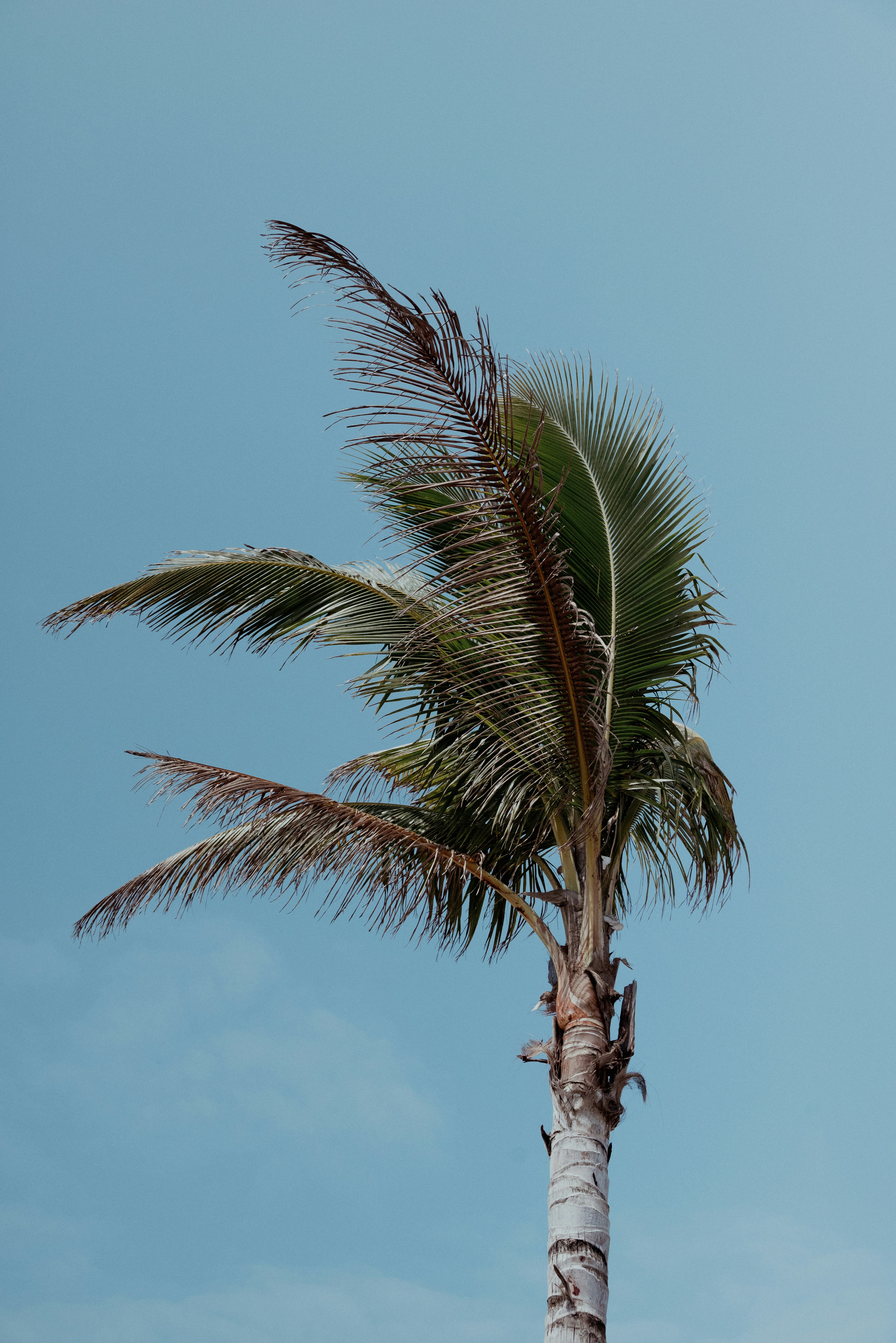 Tall palm tree swaying gently against a clear blue sky.