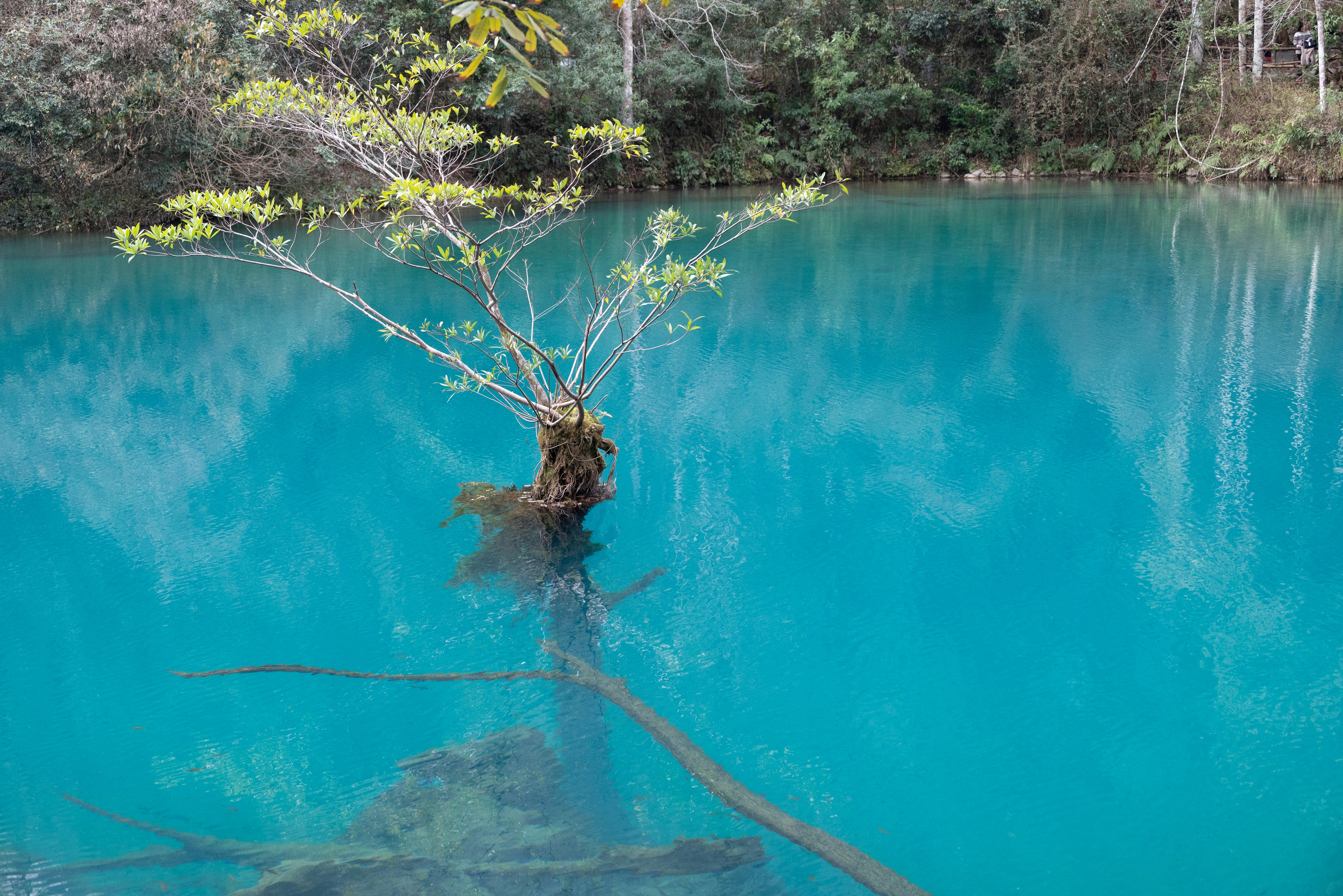 Emerald Pool Sapling: A Tree Rising from Turquoise Depths