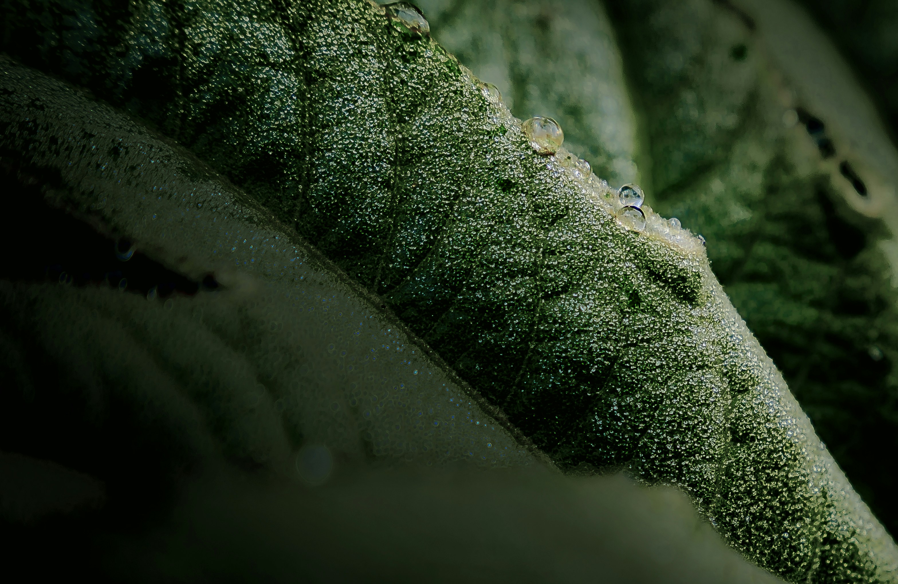 Dew-kissed Edge: Macro Texture of a Leaf Vein