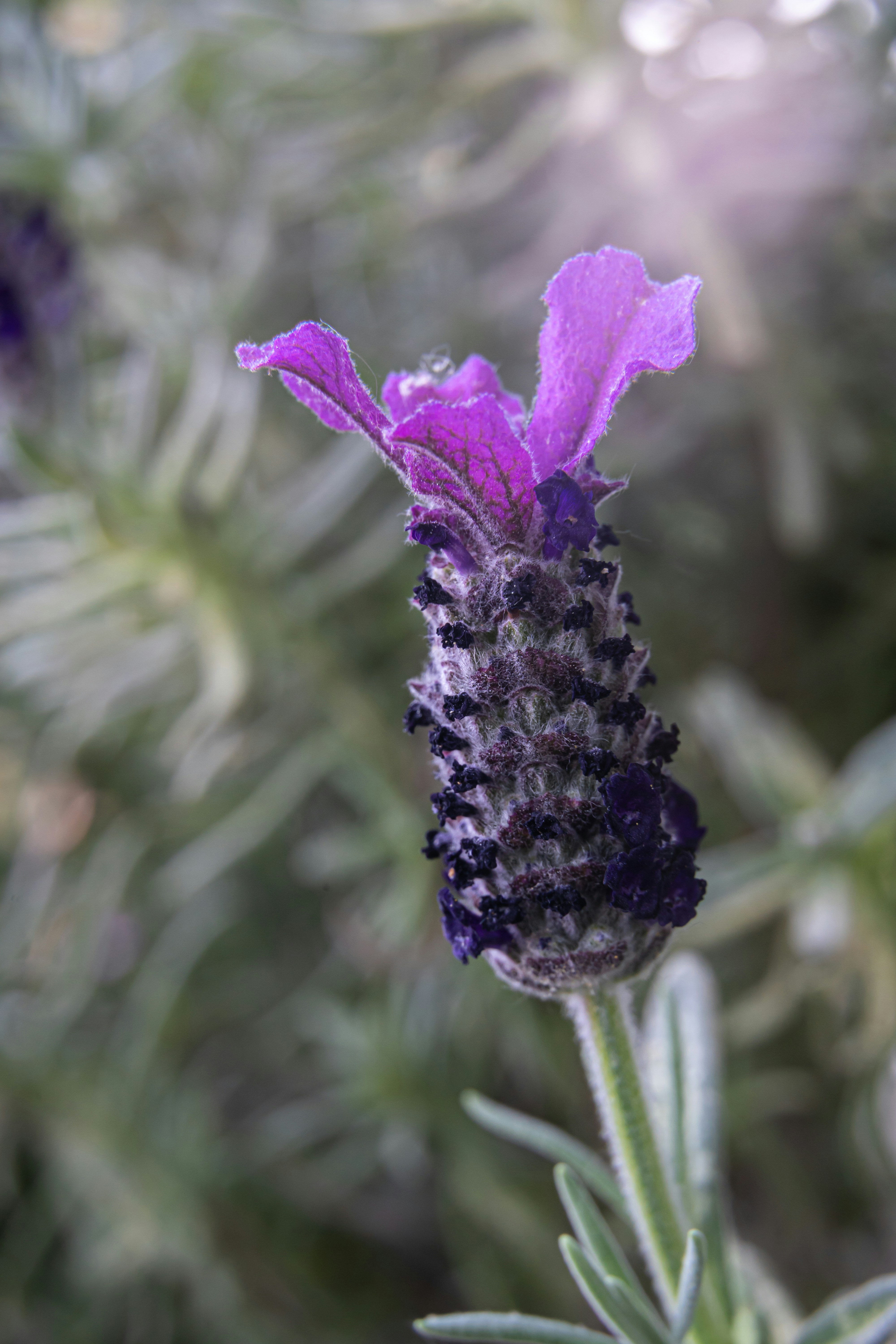 Frost-Touched Lavender Crown in Soft Backlight: A Macro Portrait