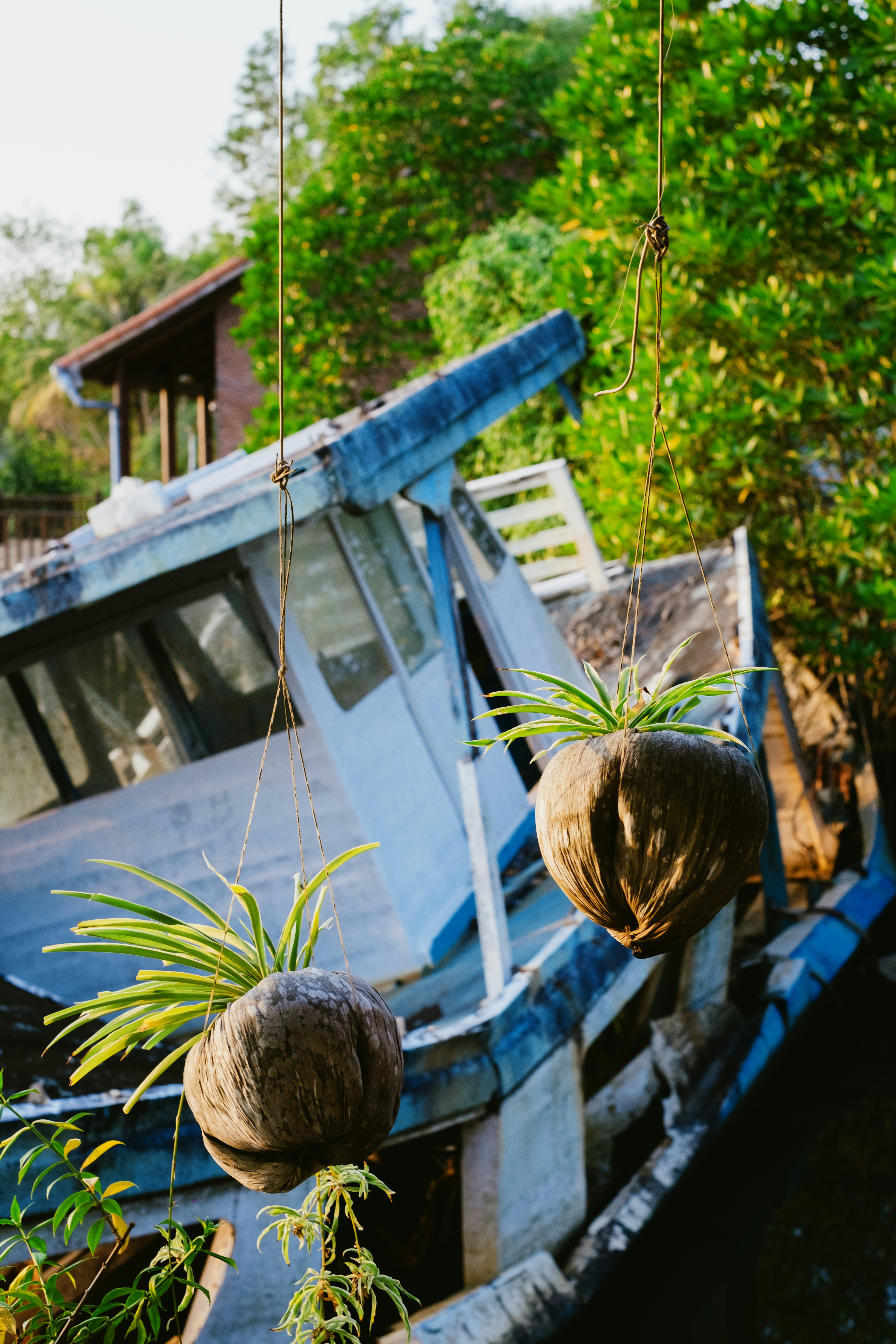 Sprouts in Coconut Orbs Hovering Over a Weathered Blue Boat