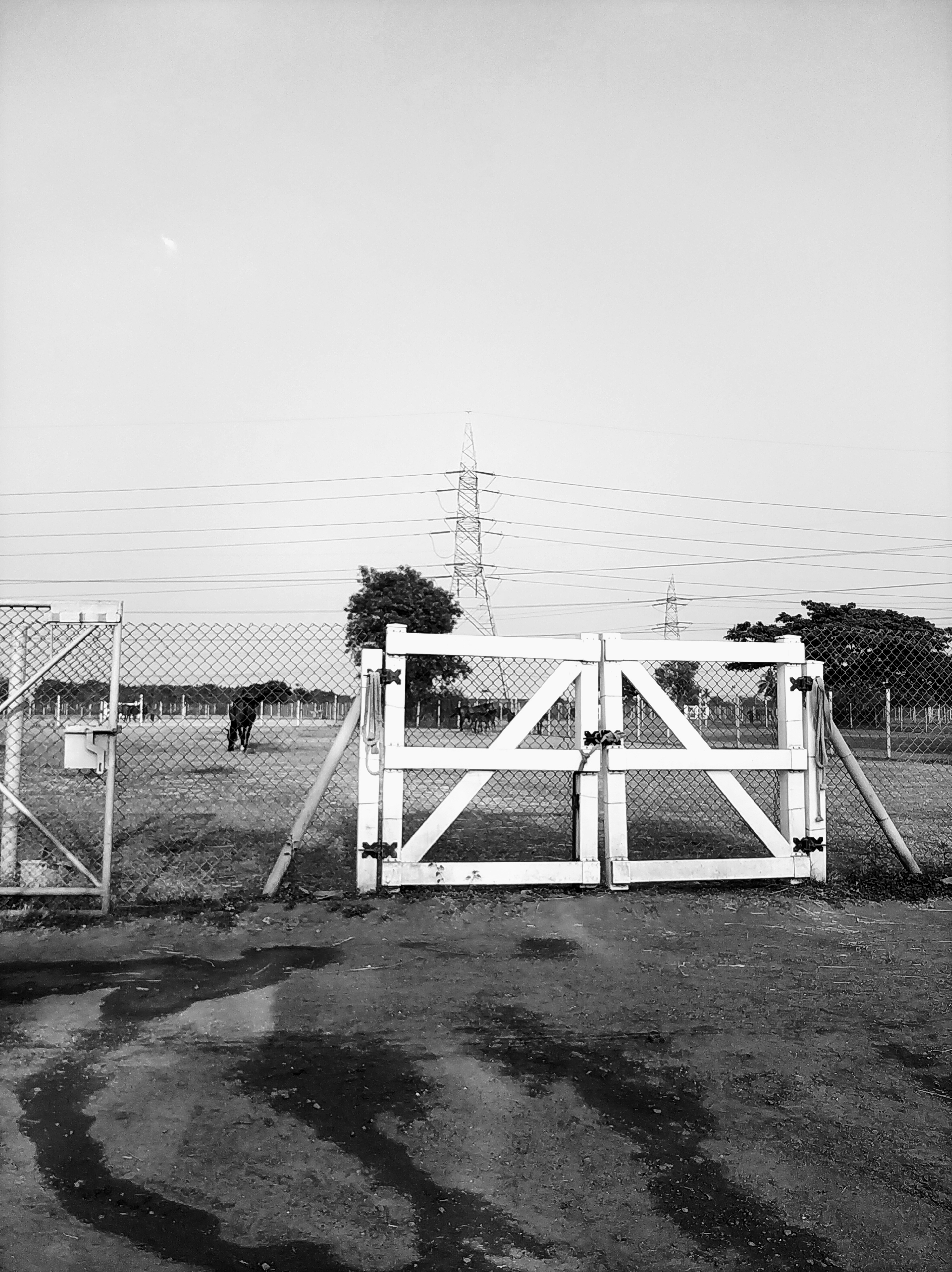 Boundary Gate Under Quiet Power Lines: A Monochrome Field Portrait