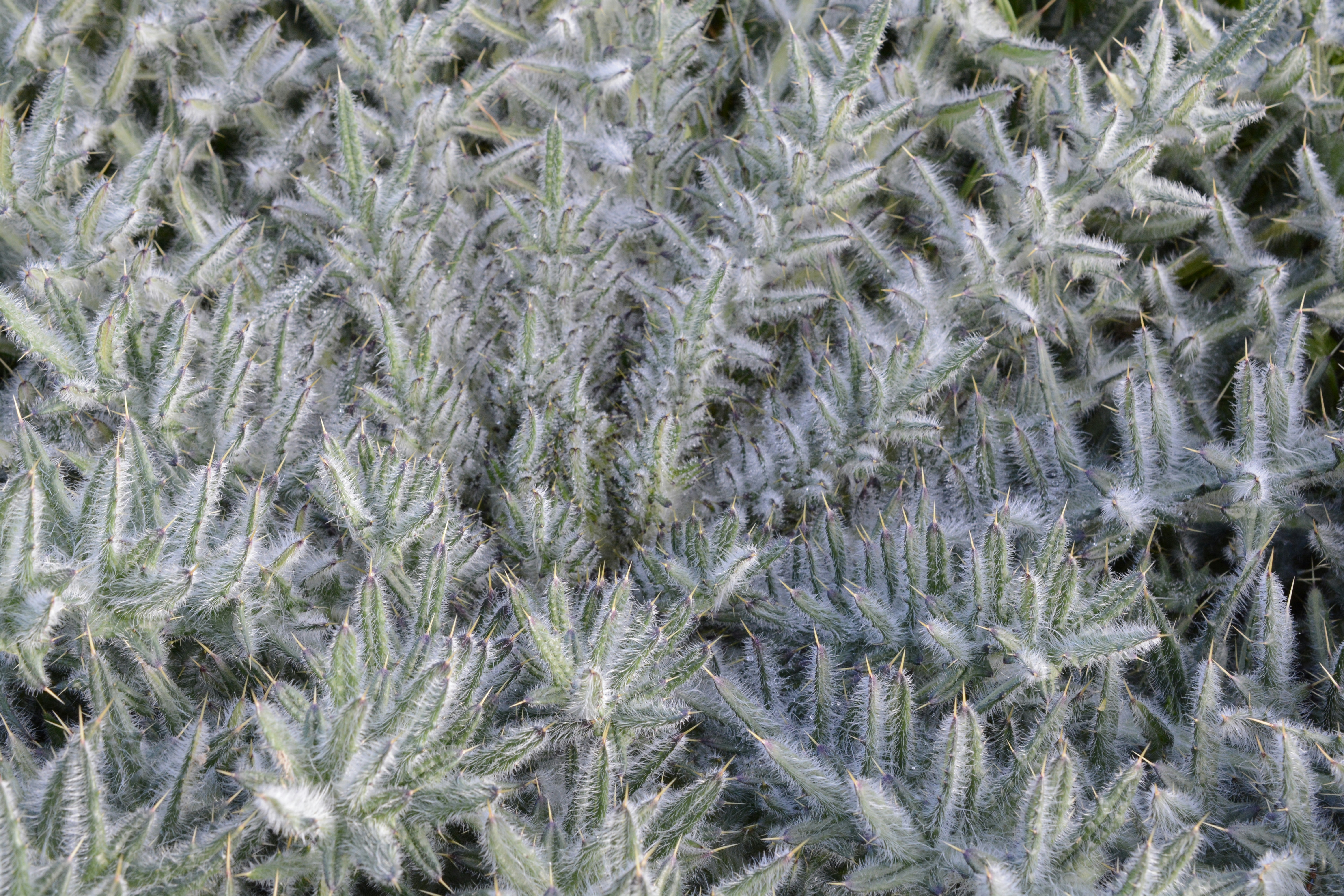 Ice-Needle Mosaic: Winter Frost on a Quiet Conifer