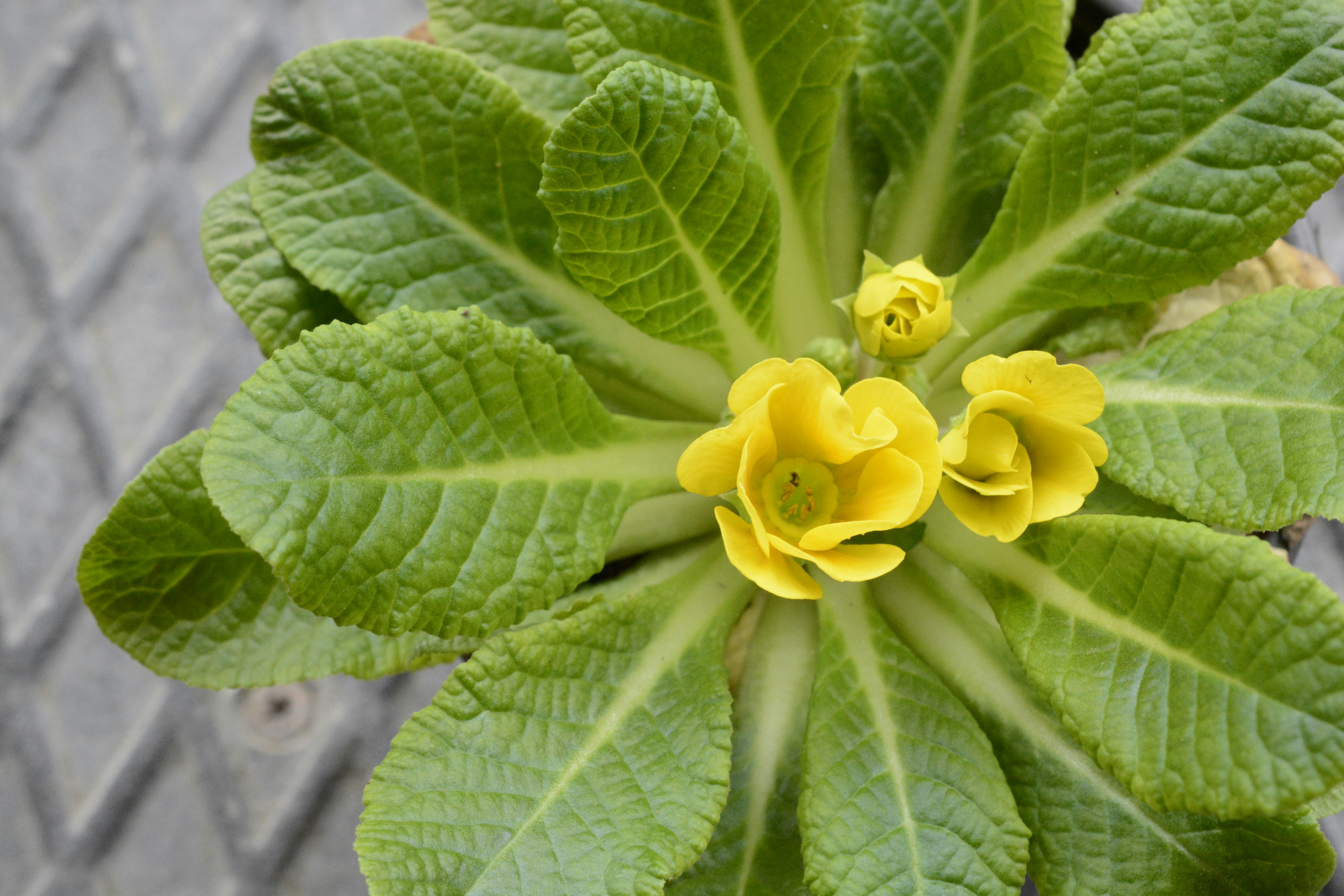 Yellow bloom at the center of a textured green rosette