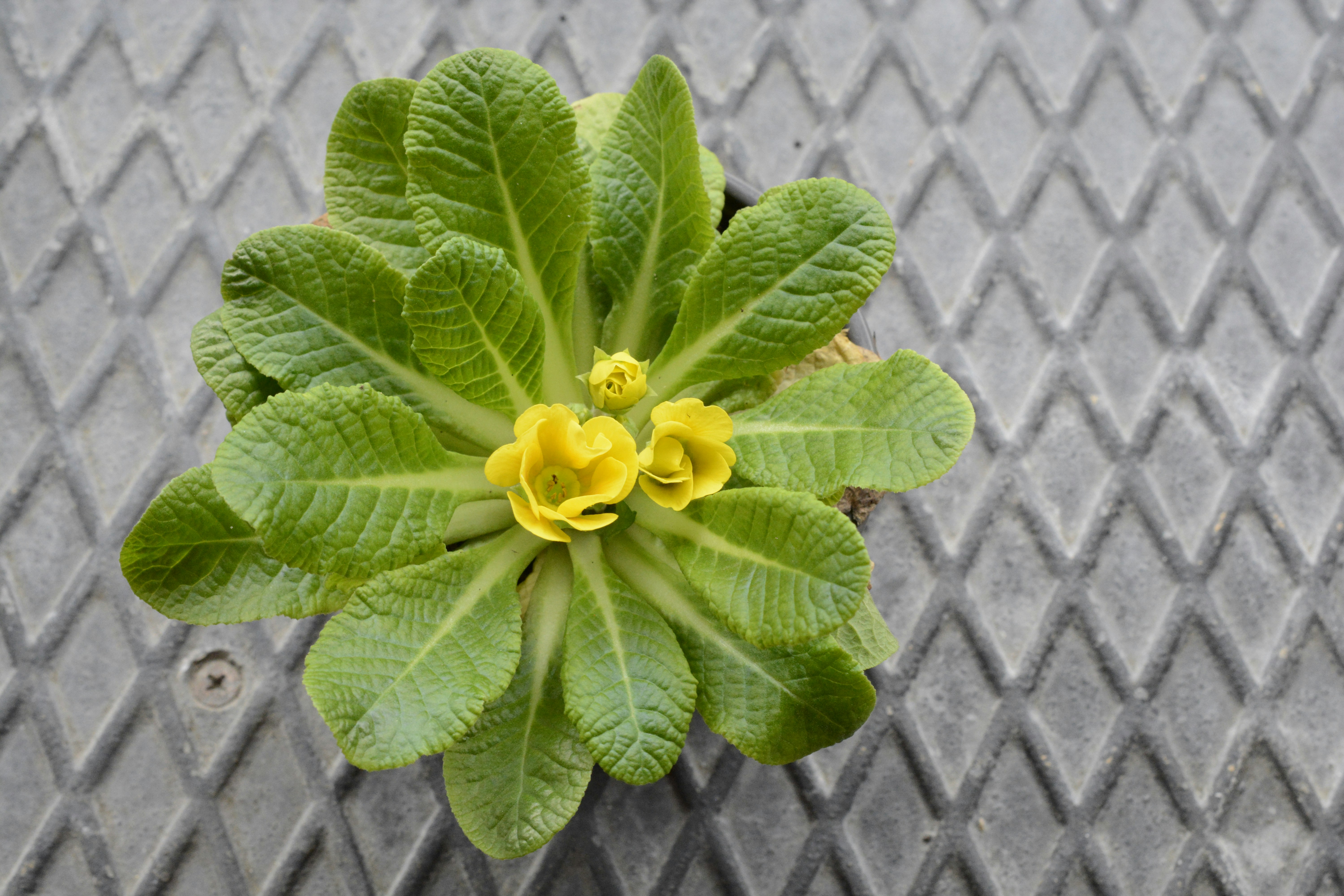 Sunlit Yellow Blooms in a Rugged Concrete Wake