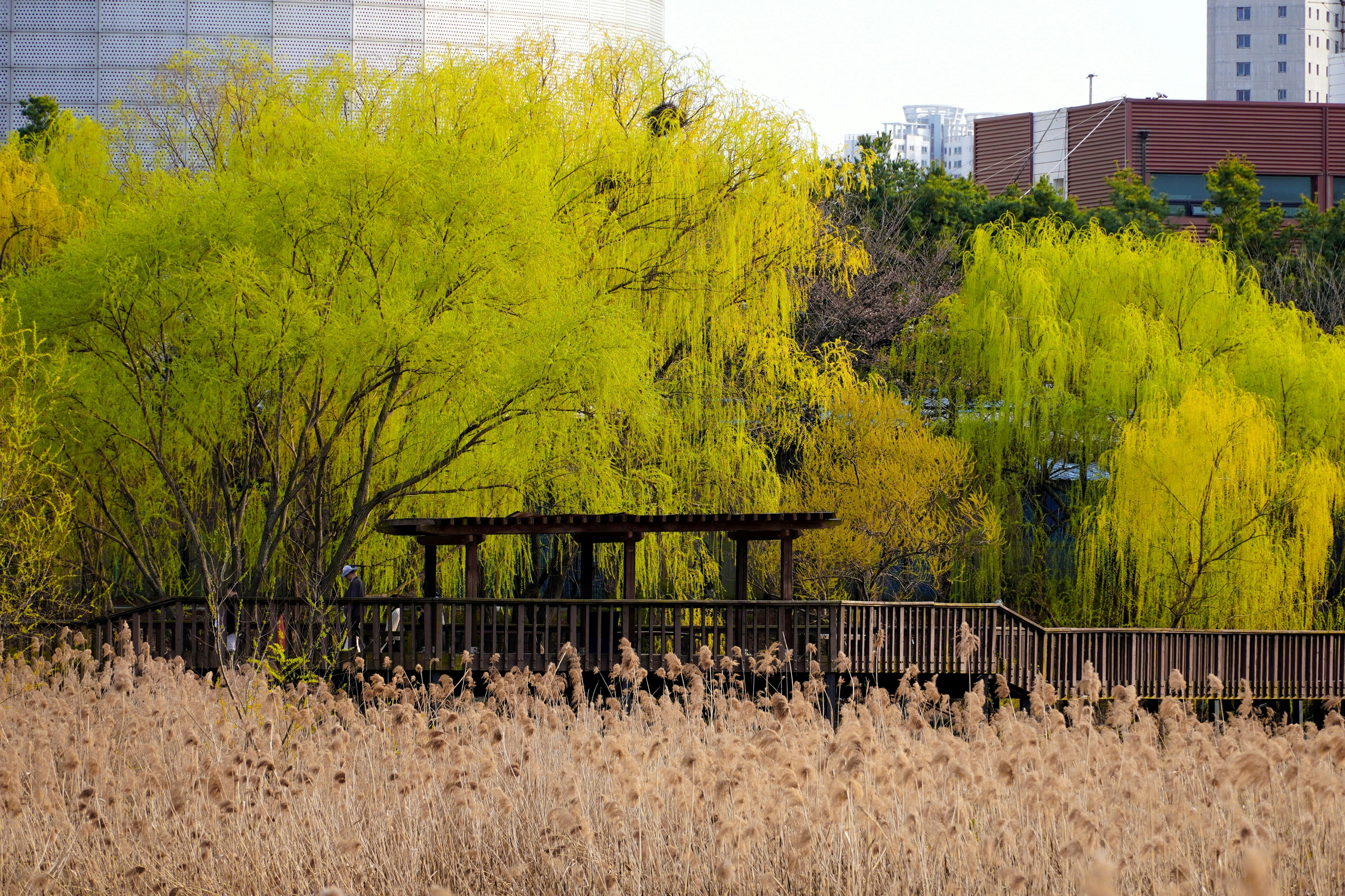 Sunlit Willows Over a Riverside Pergola Framed by Reeds