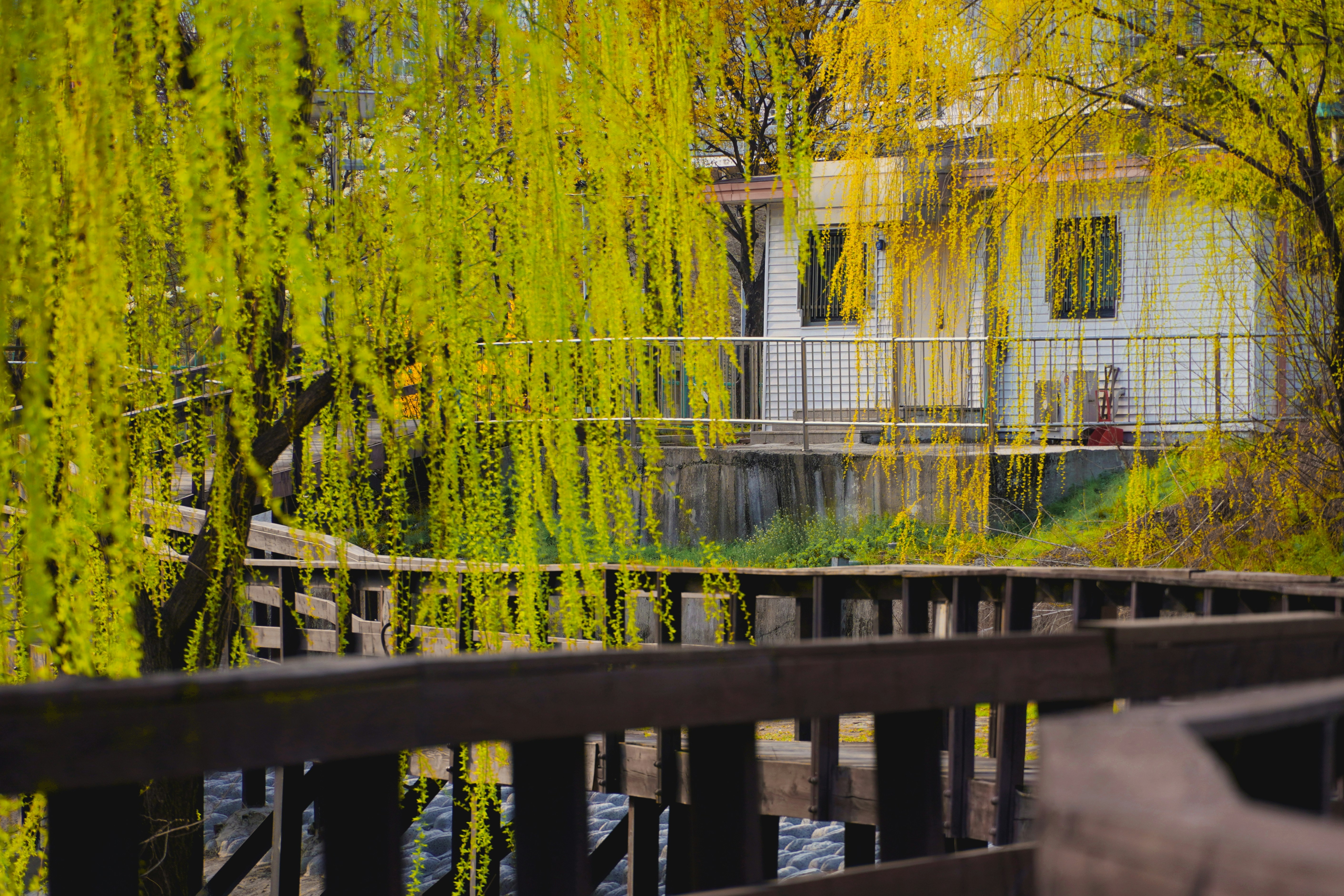 a tree with yellow leaves in front of a house
