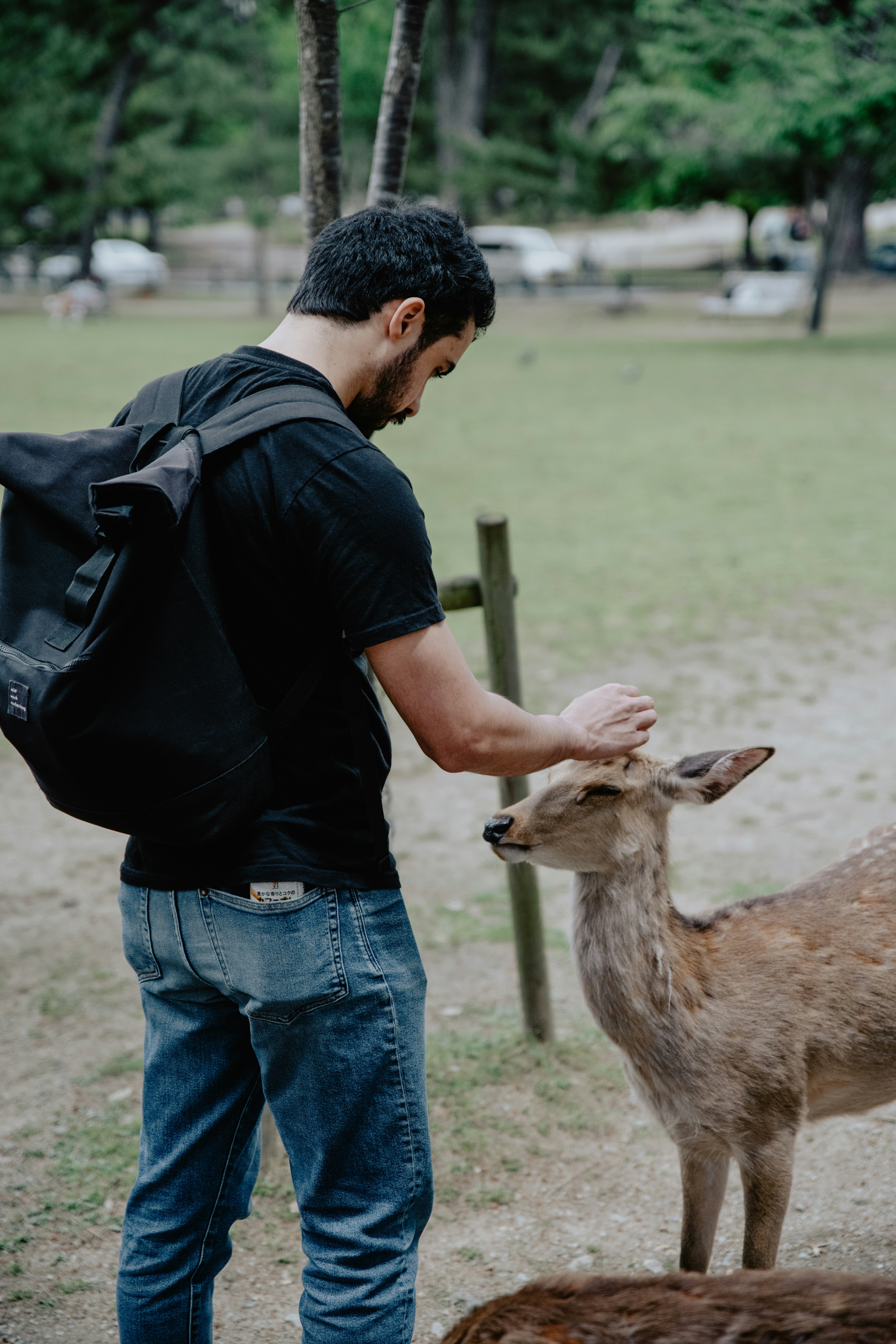 Gentle Exchange: Man and Deer in a Quiet Park Moment
