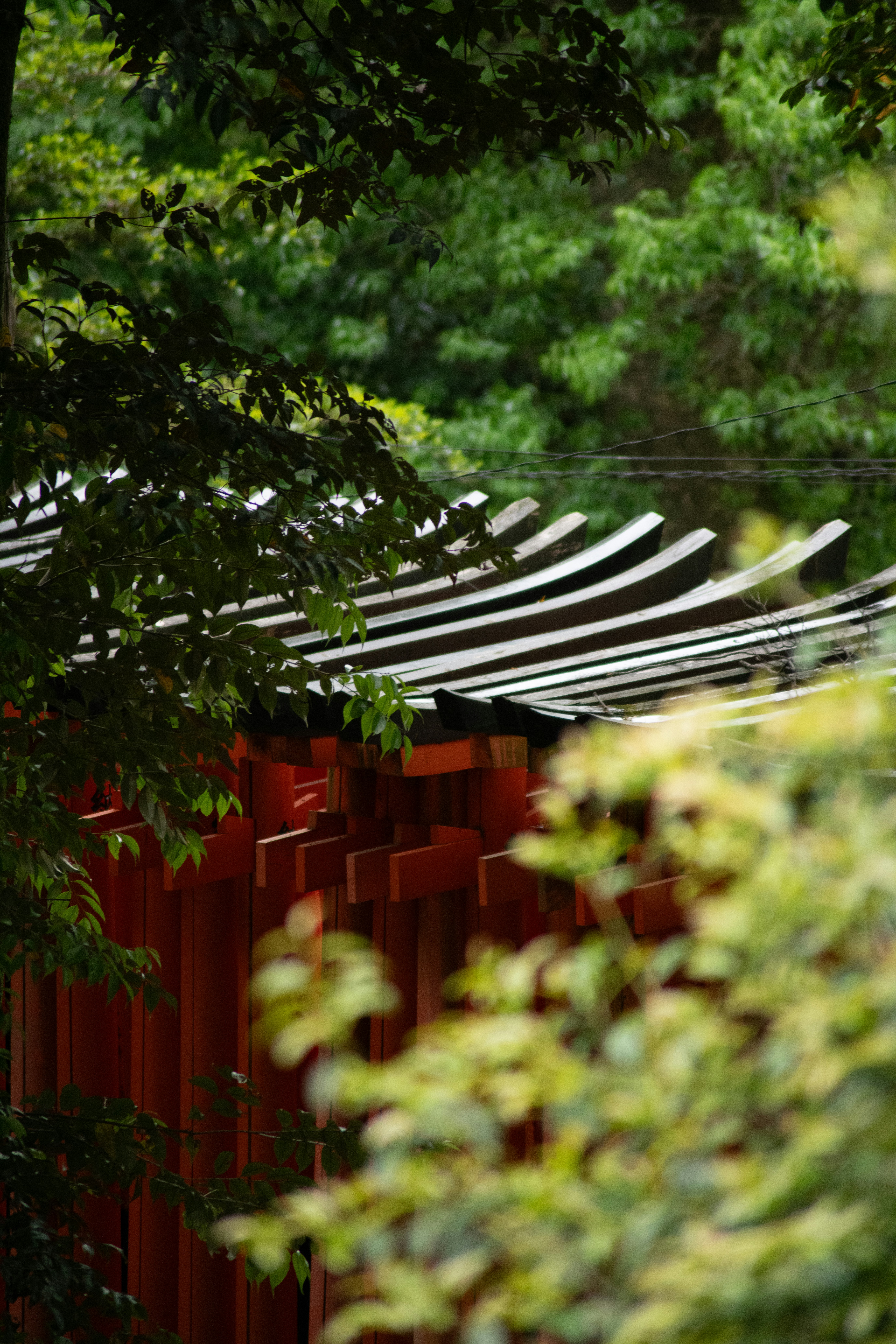Crimson Timber Roofs Framed by a Green Veil