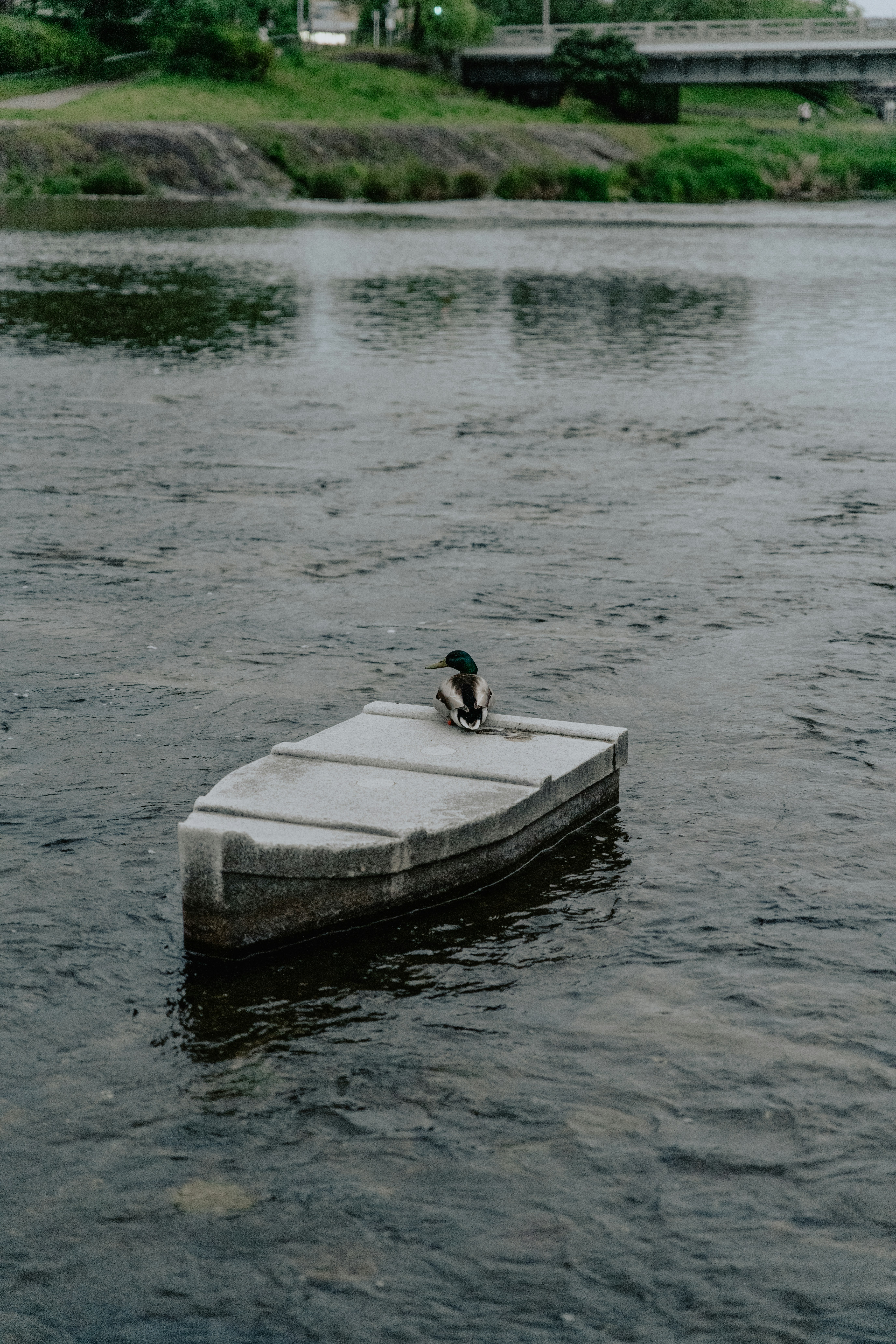 Lone Mallard Perches on a Concrete Islet in a Quiet River
