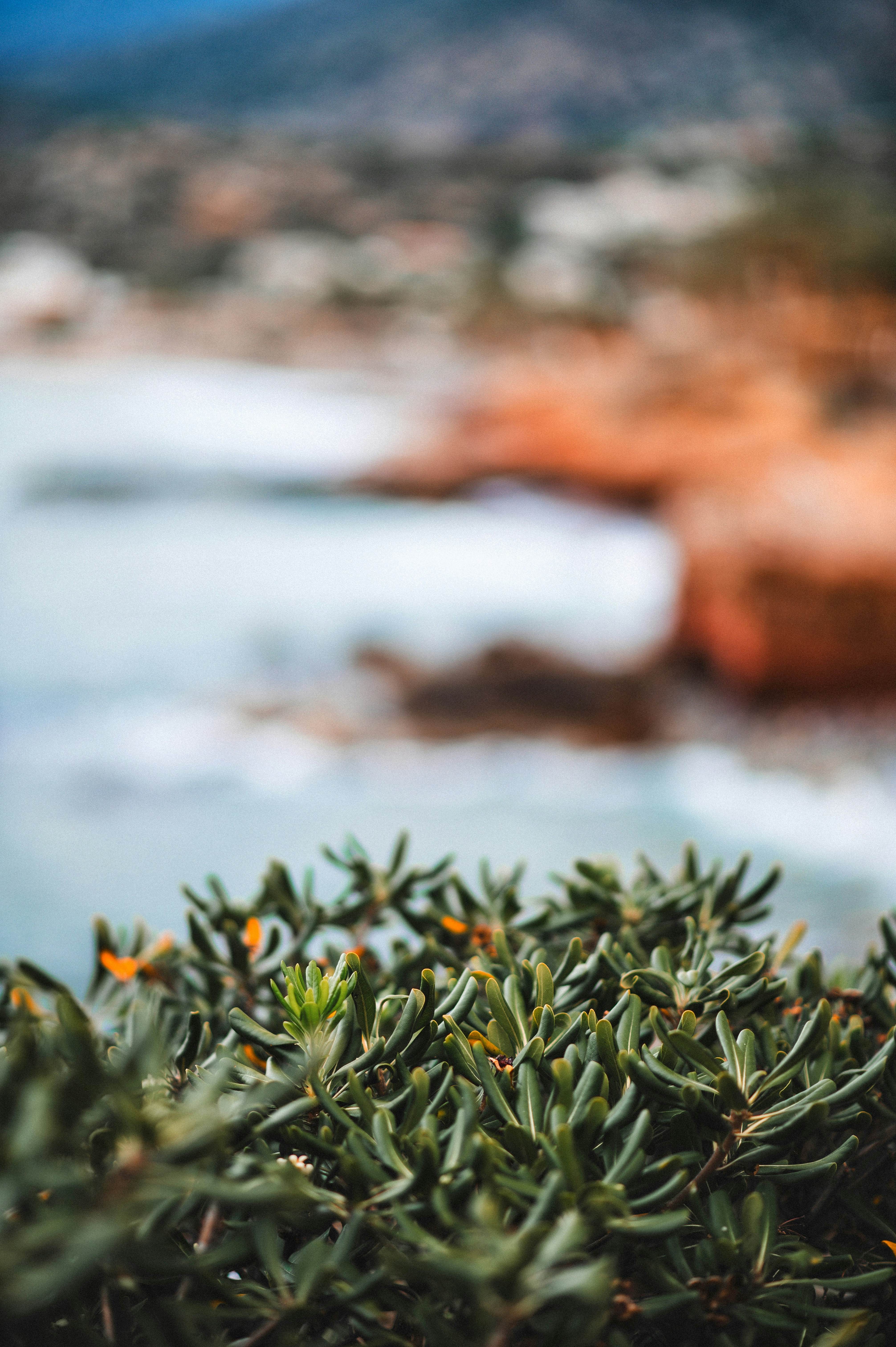 a close up of a plant with water in the background