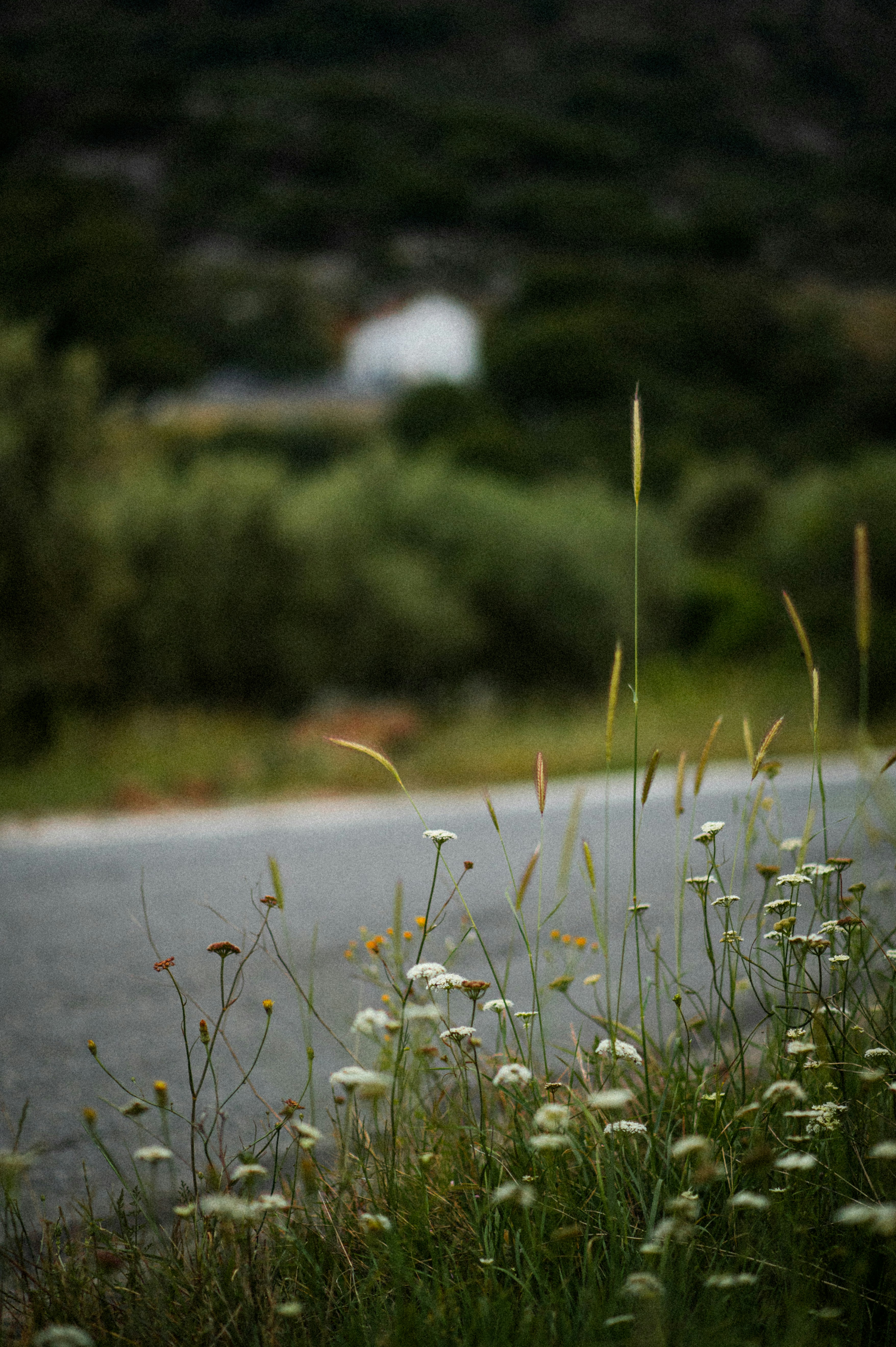 Wildflowers photo shot on Nikon D780