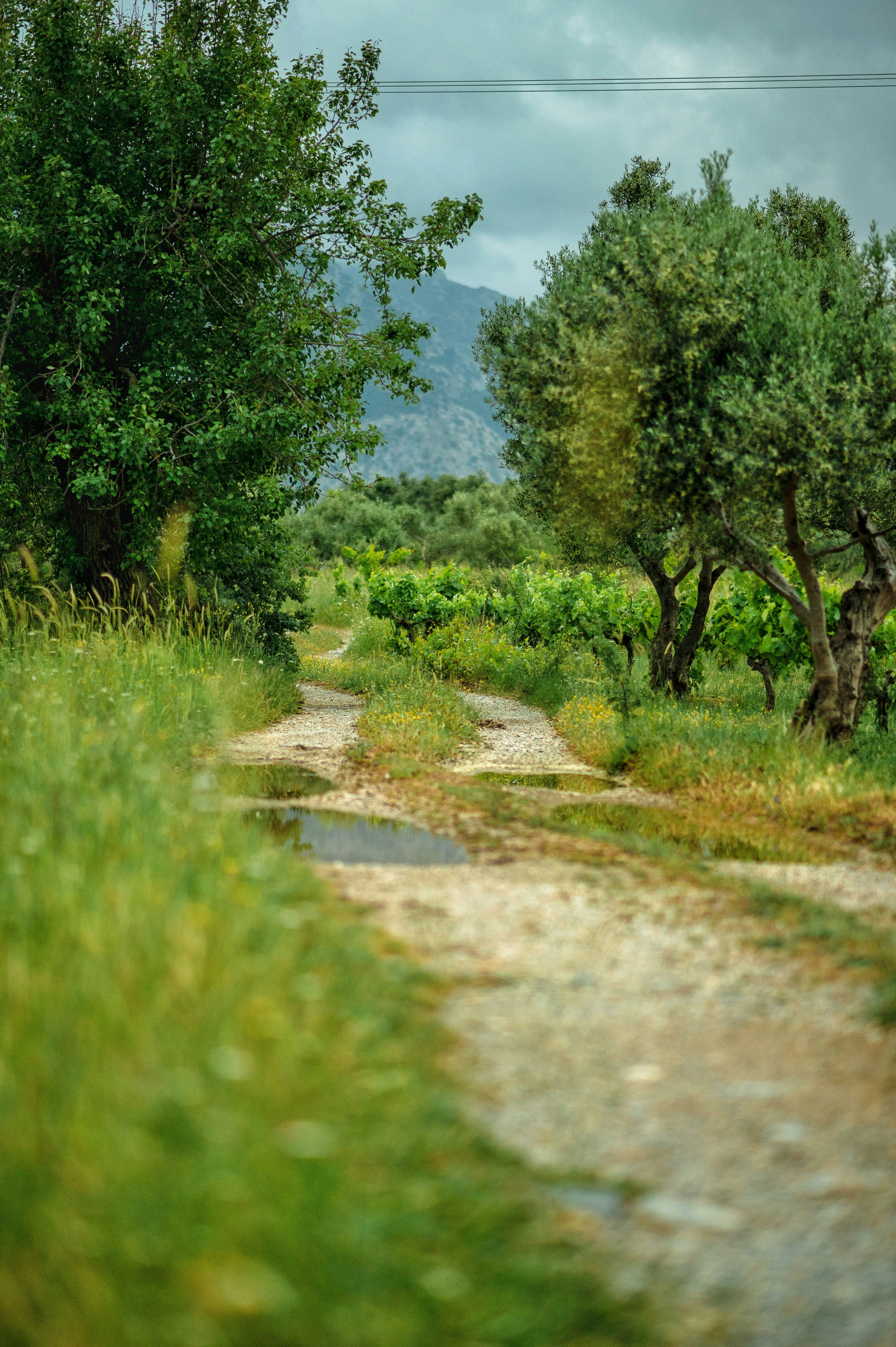 Muddy Path Through an Olive Orchard Toward Distant Hills