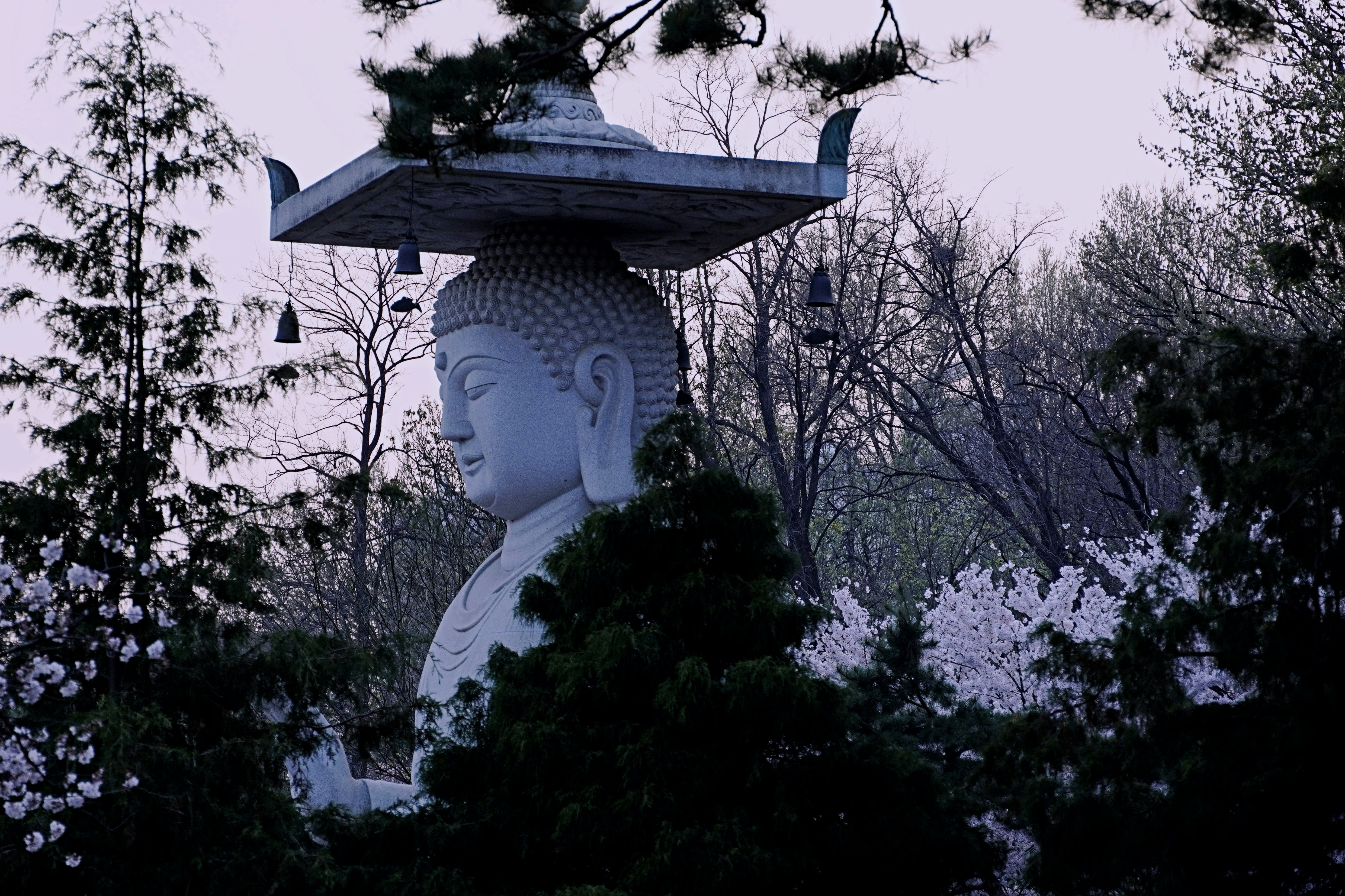 Quiet Giant Amid Spring Blossoms: Buddha in Dusk-Tinted Light