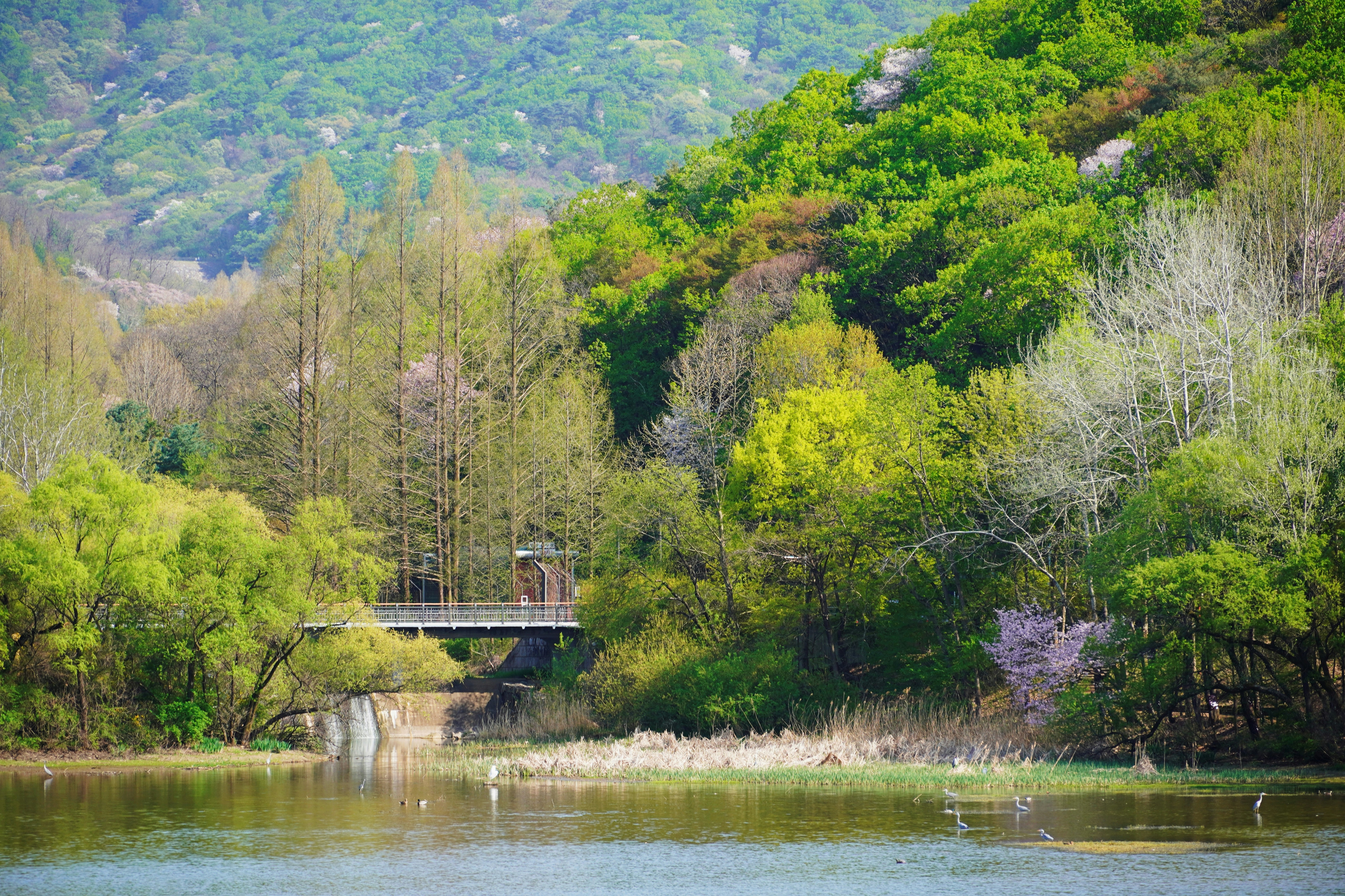 A Small Bridge Speaks to Spring Along a Glassy River