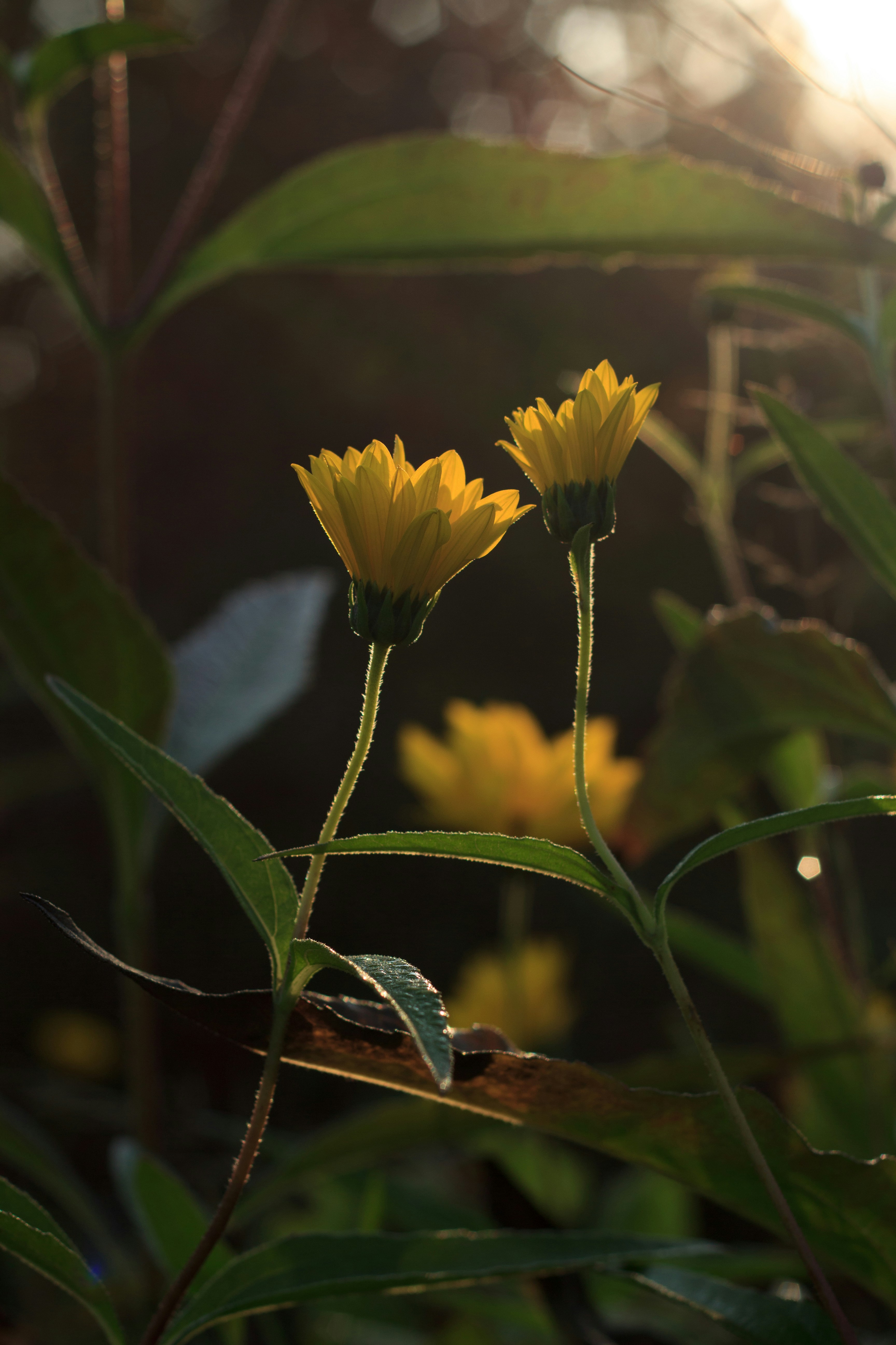 Backlit Yellow Daisy Duo in the Quiet Understory