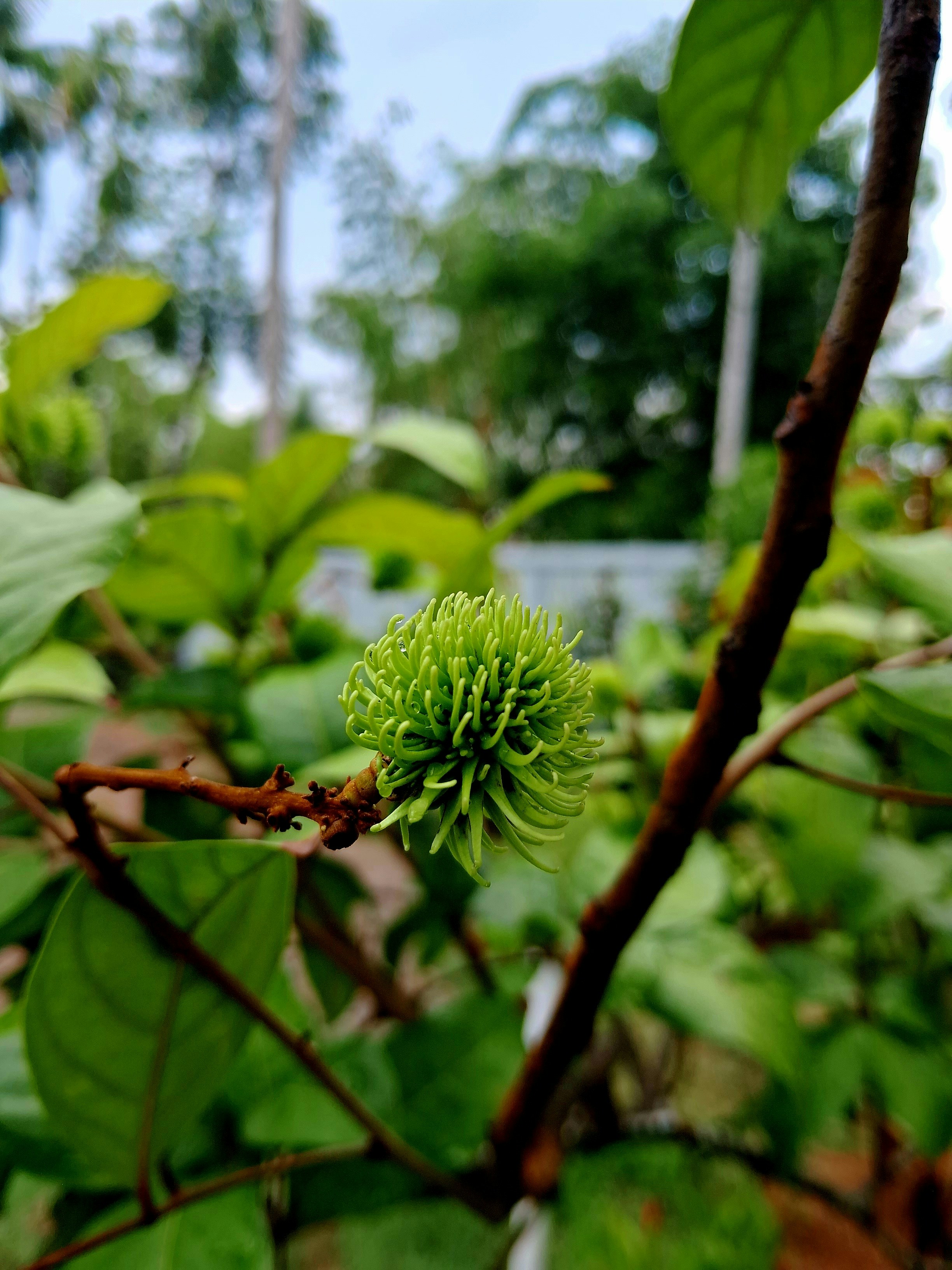 Emerald Spindle on a Thorned Stem