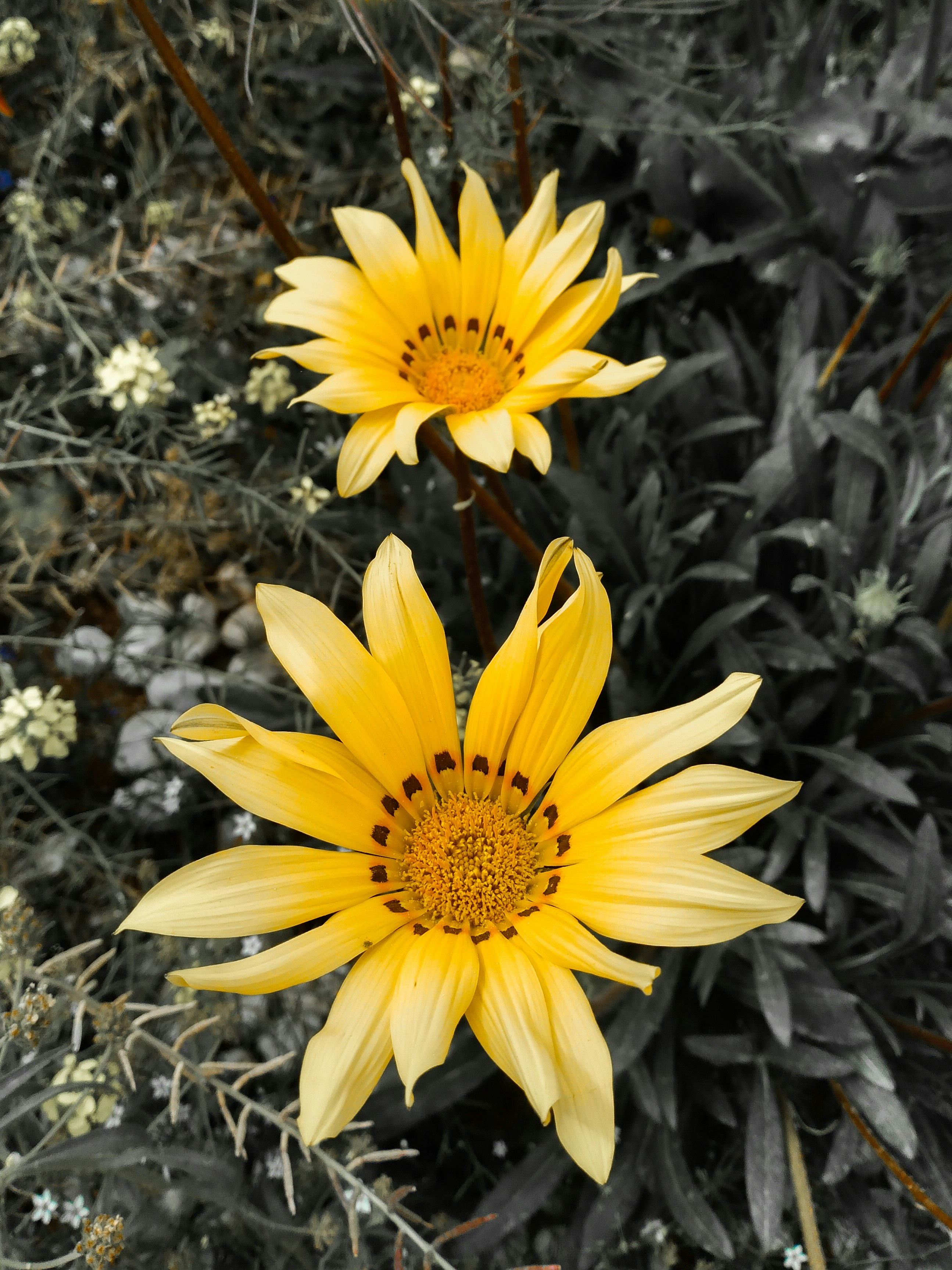 Two vibrant yellow daisies bloom in a muted garden, with the lower flower forming the focal point.