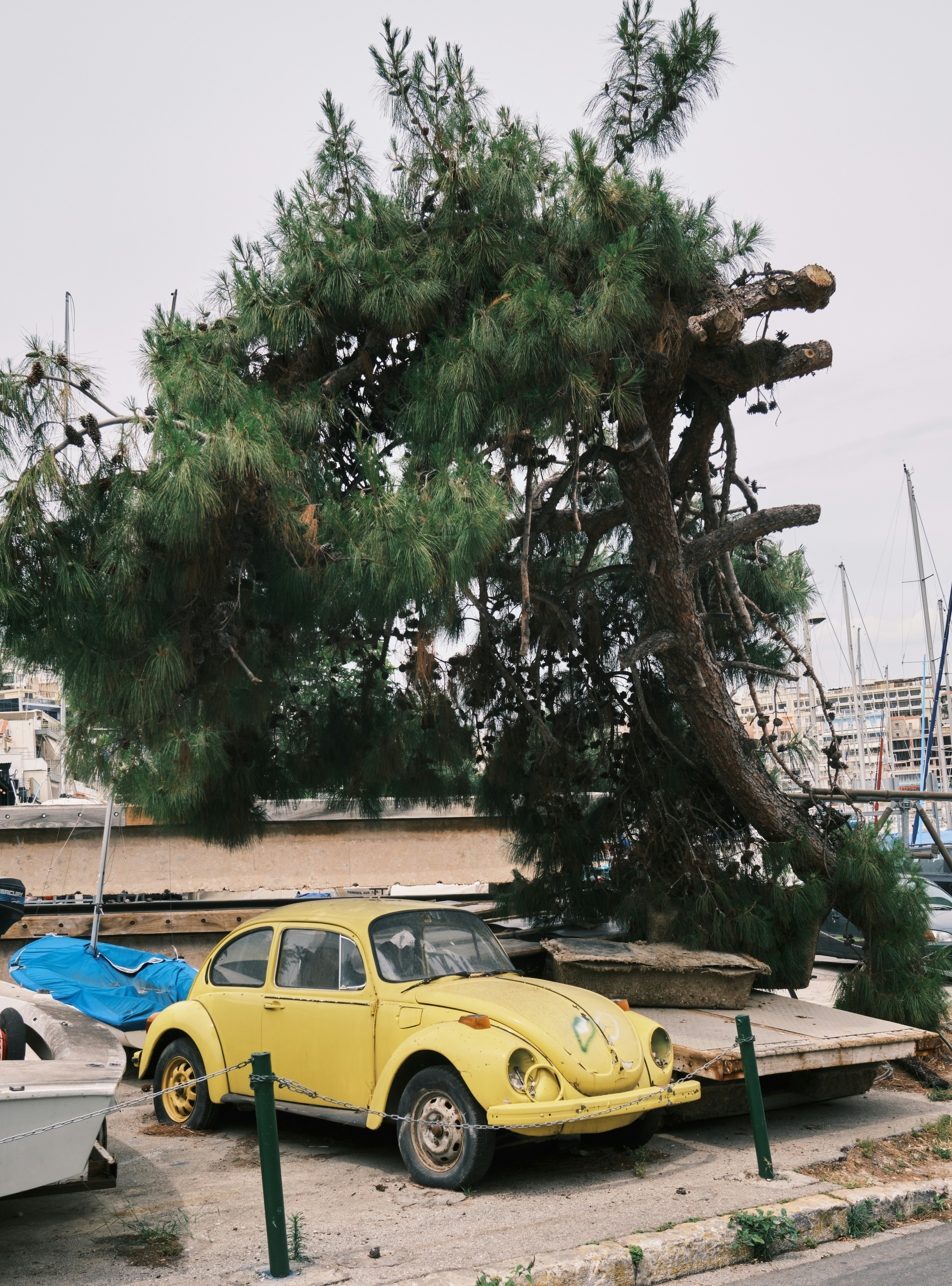 Sunken Yellow Beetle Under a Pine Goliath