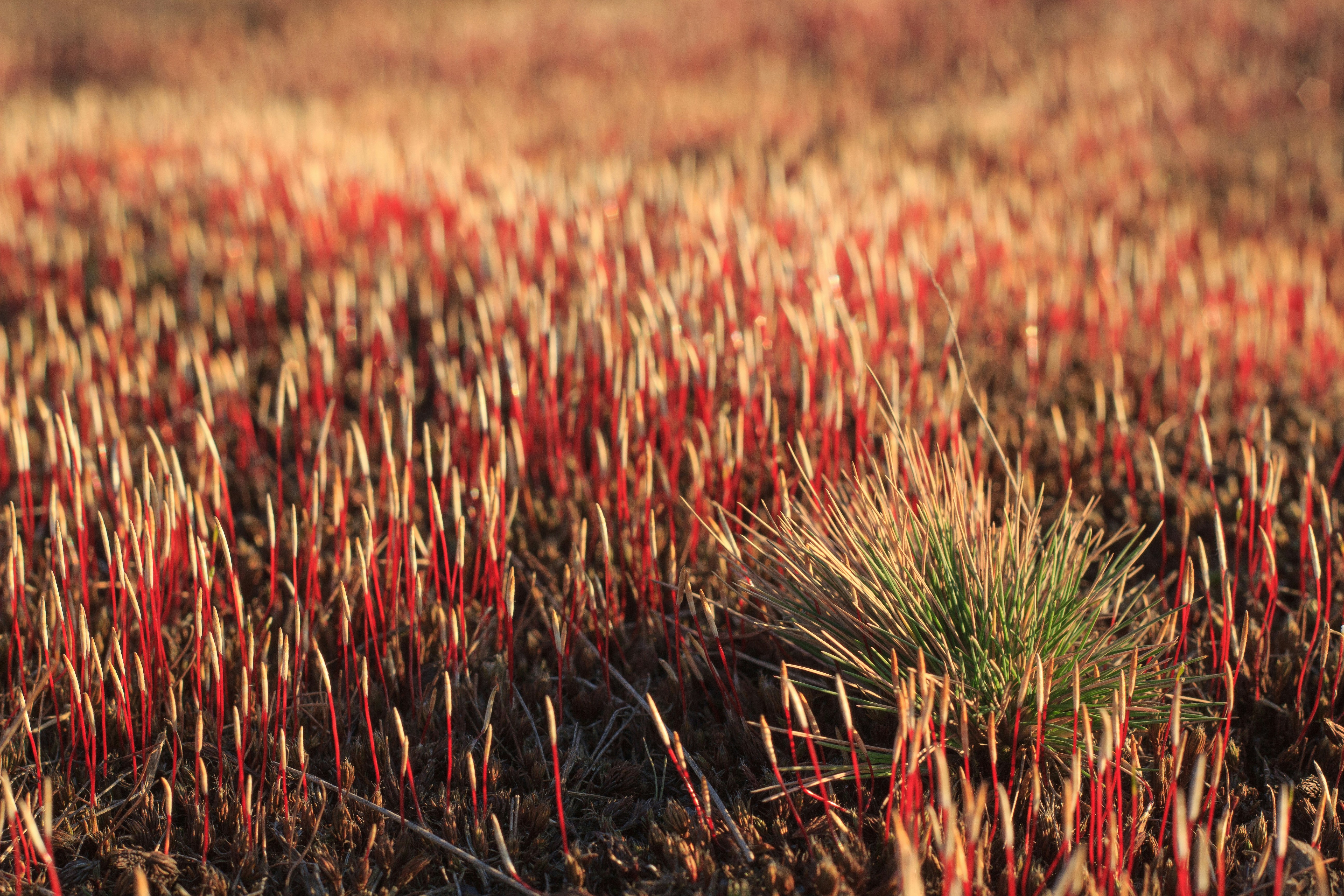 Emerald Crown Rising Among Crimson Blades