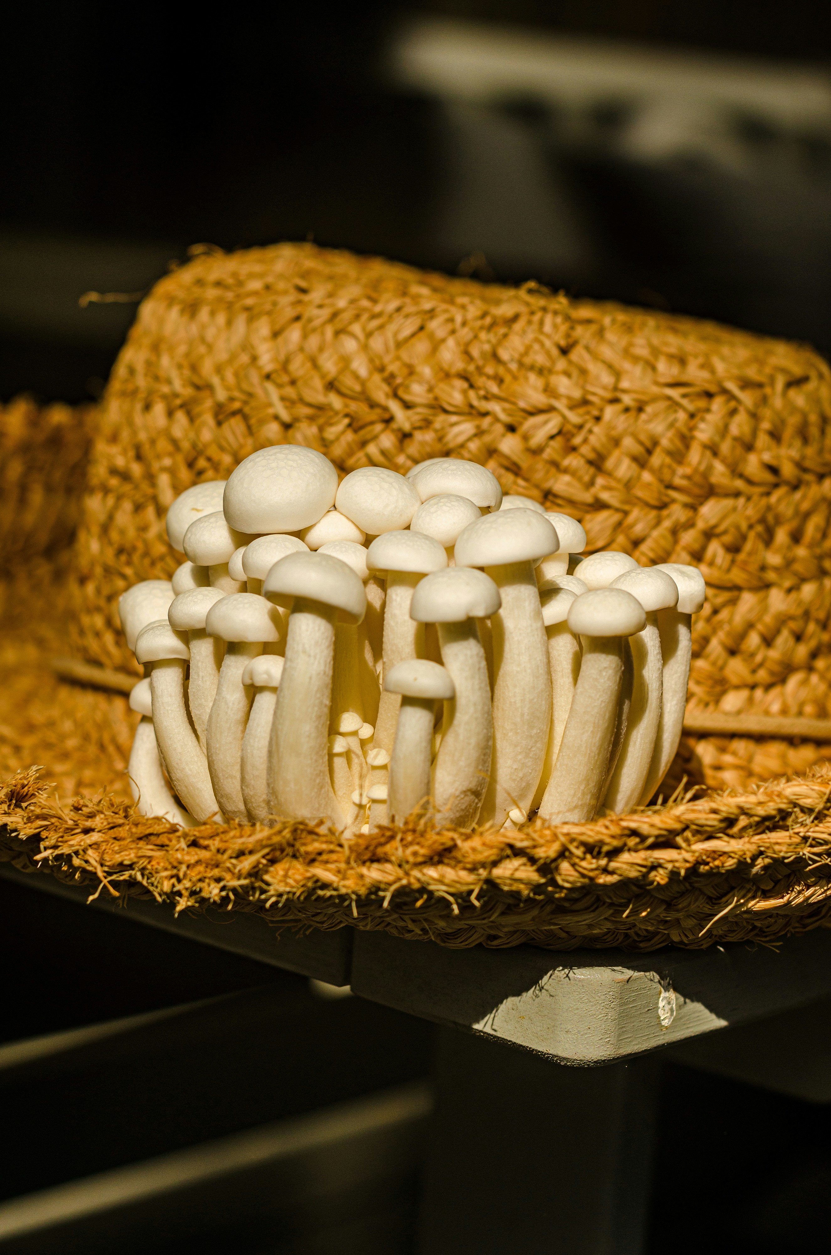 Ivory Mushroom Chorus on a Woven Straw Hat