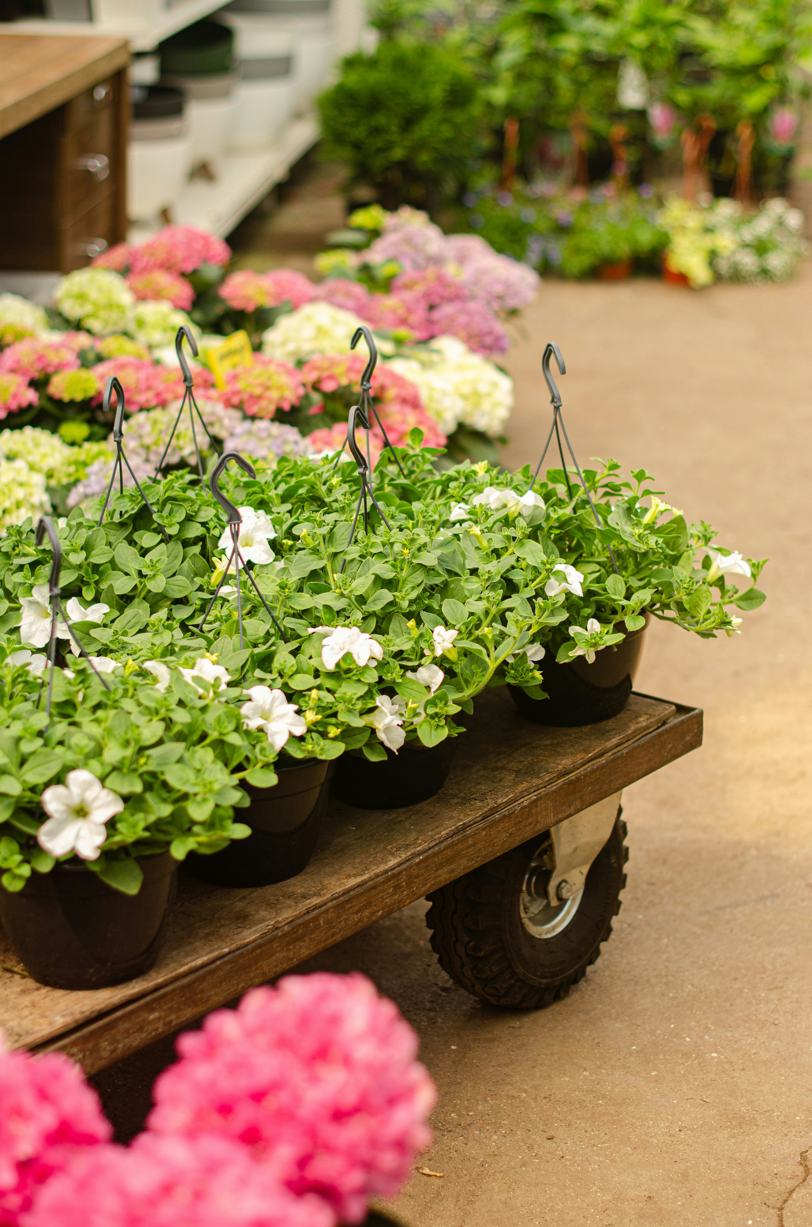 Cartful of Petunias: White Blooms on a Wooden Garden Cart