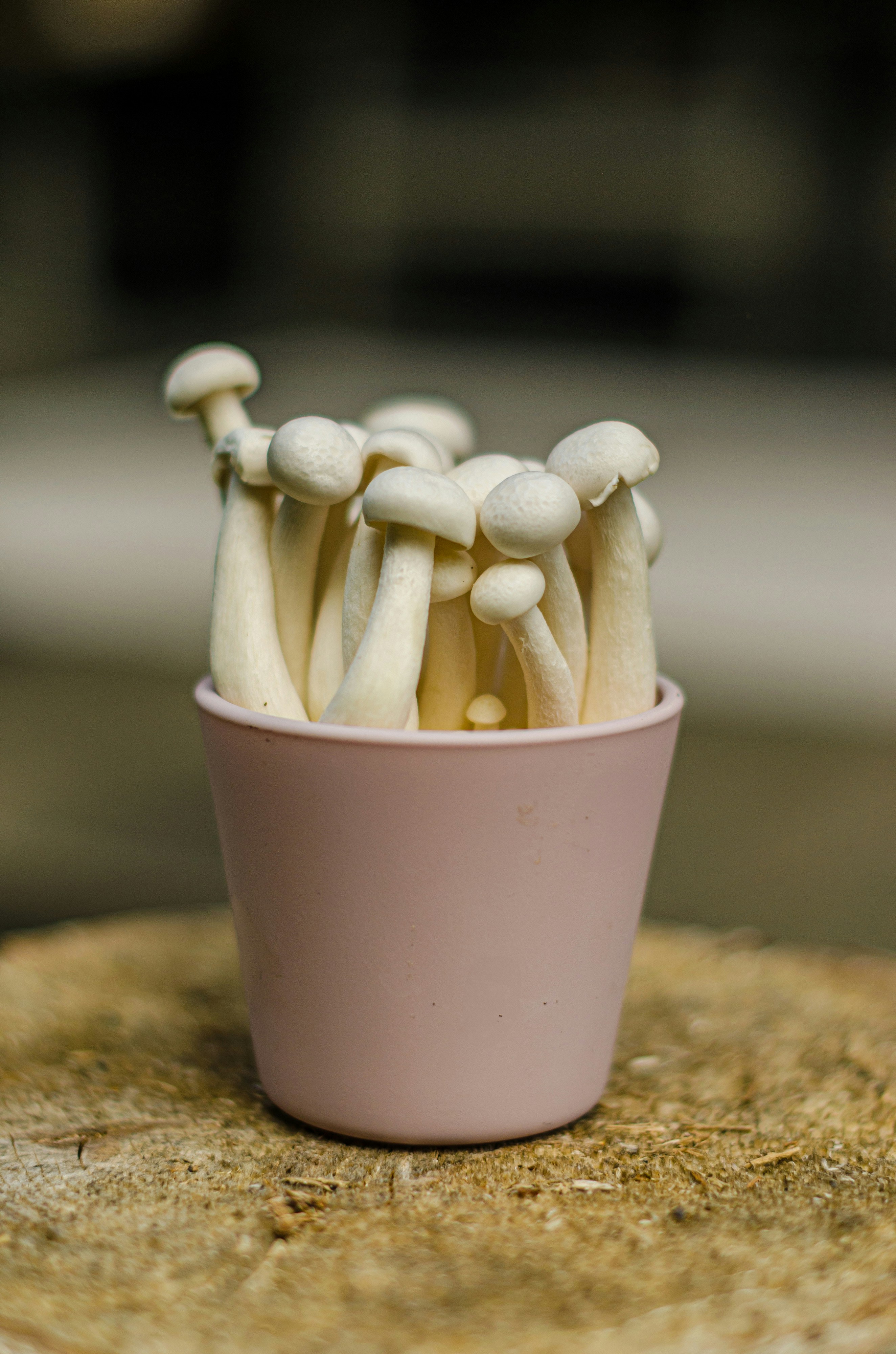 Whispering Enoki: A Tiny Pink Pot Brimming with Snow-White Clusters