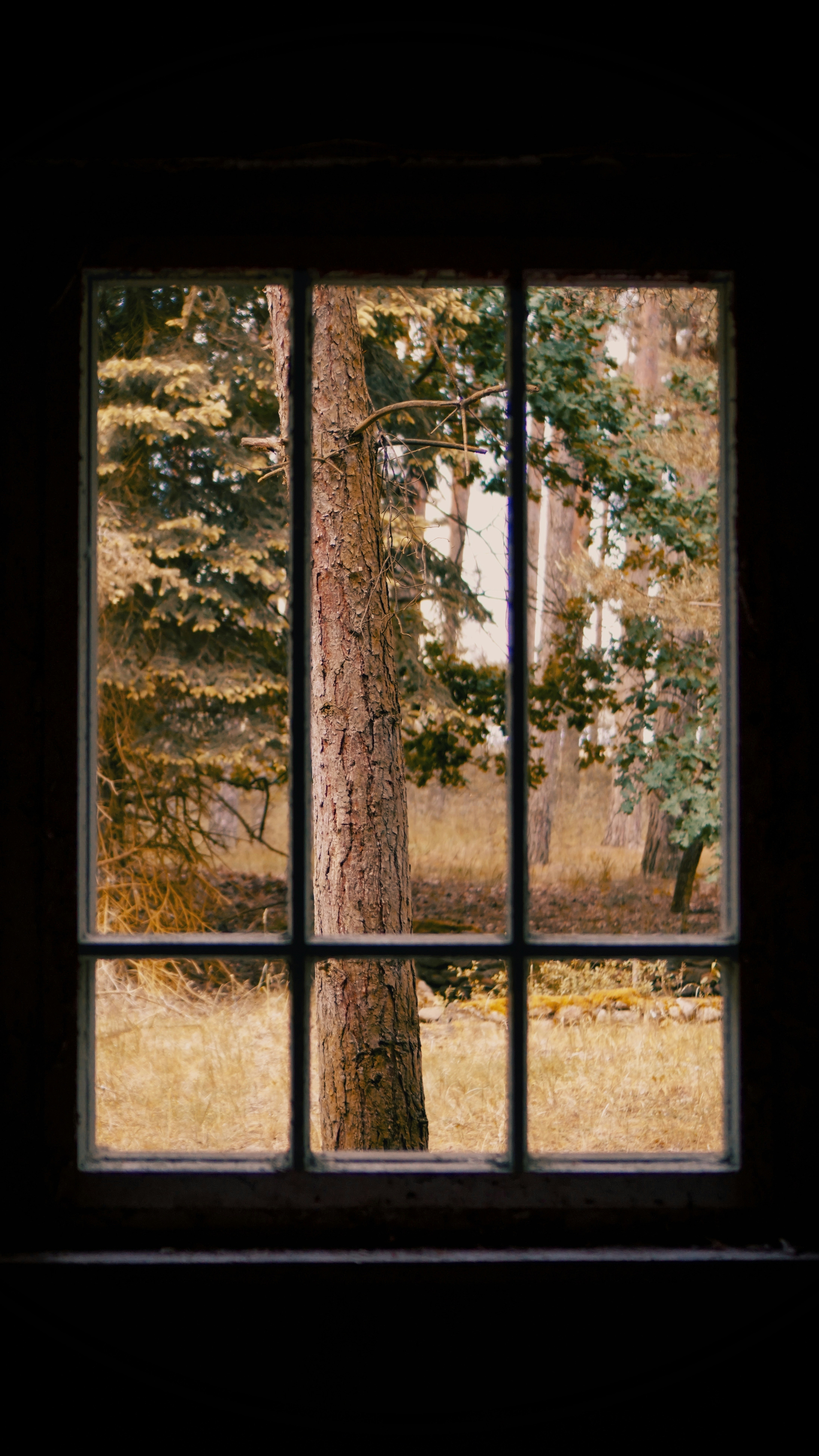 A window with a view of a forest outside photo – Free Südkorea Image on ...