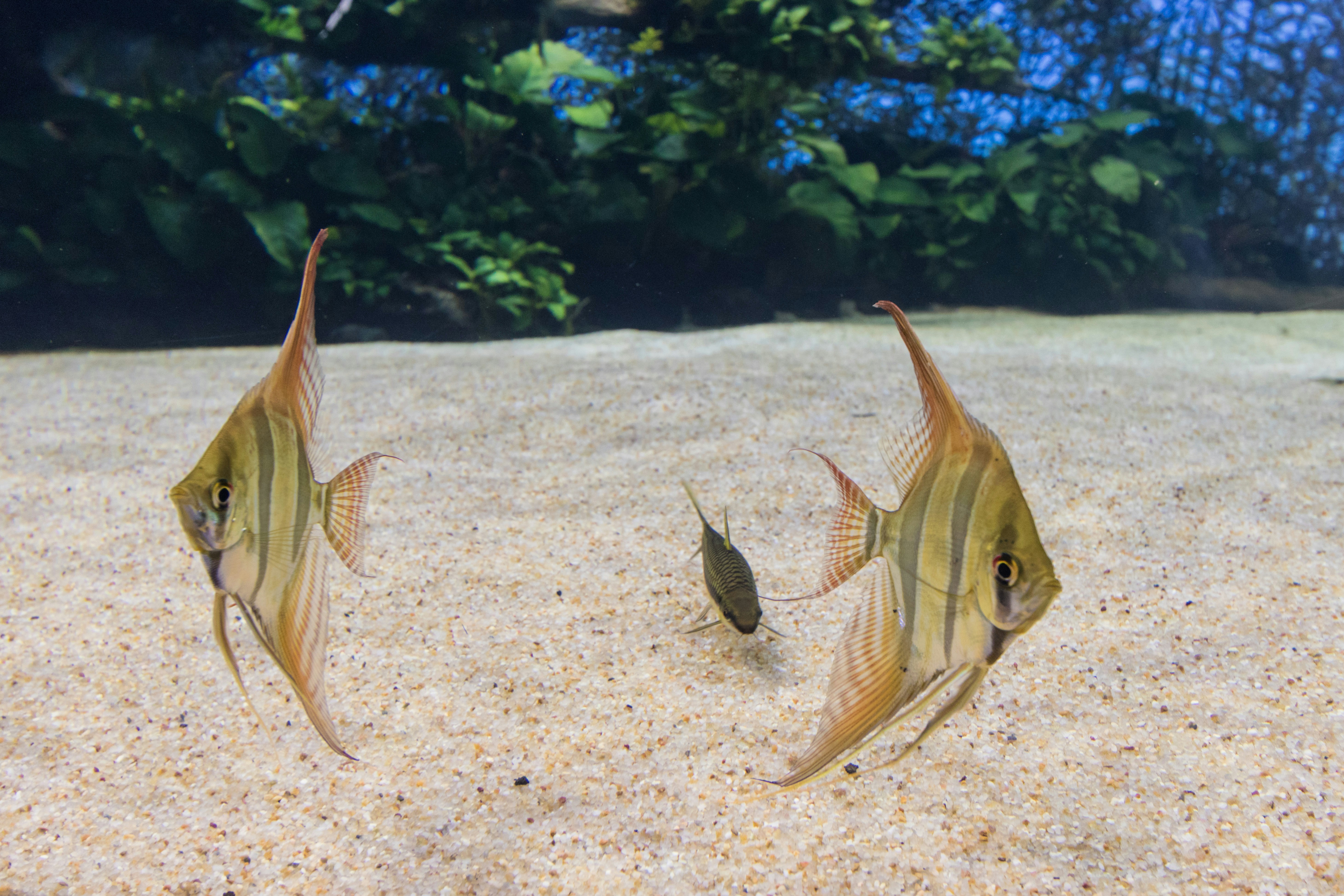 Symmetry in Sand: Twin Angelfish and a Tiny Center Visitor