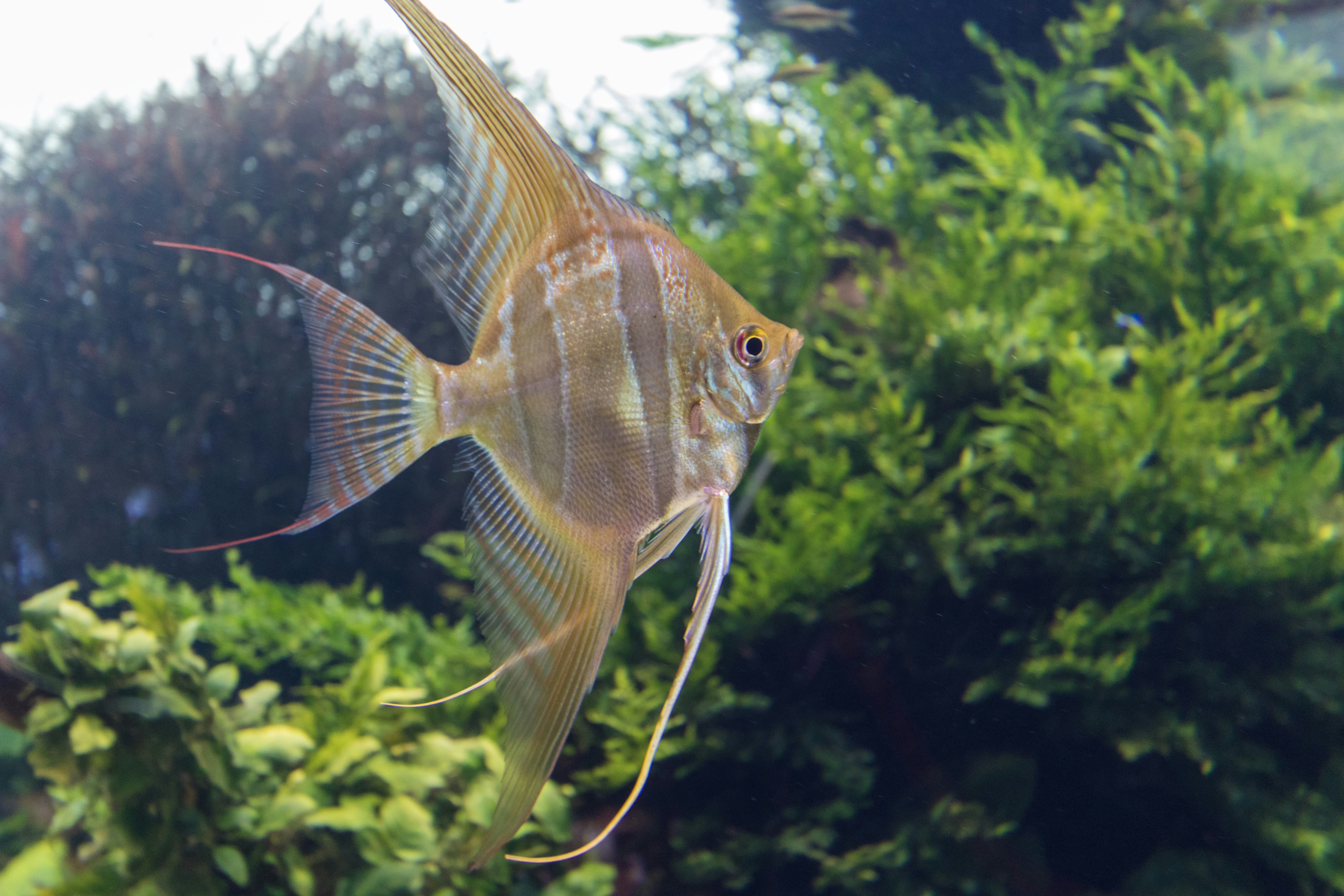 A fish that is swimming in some water photo – Free Animal Image on Unsplash