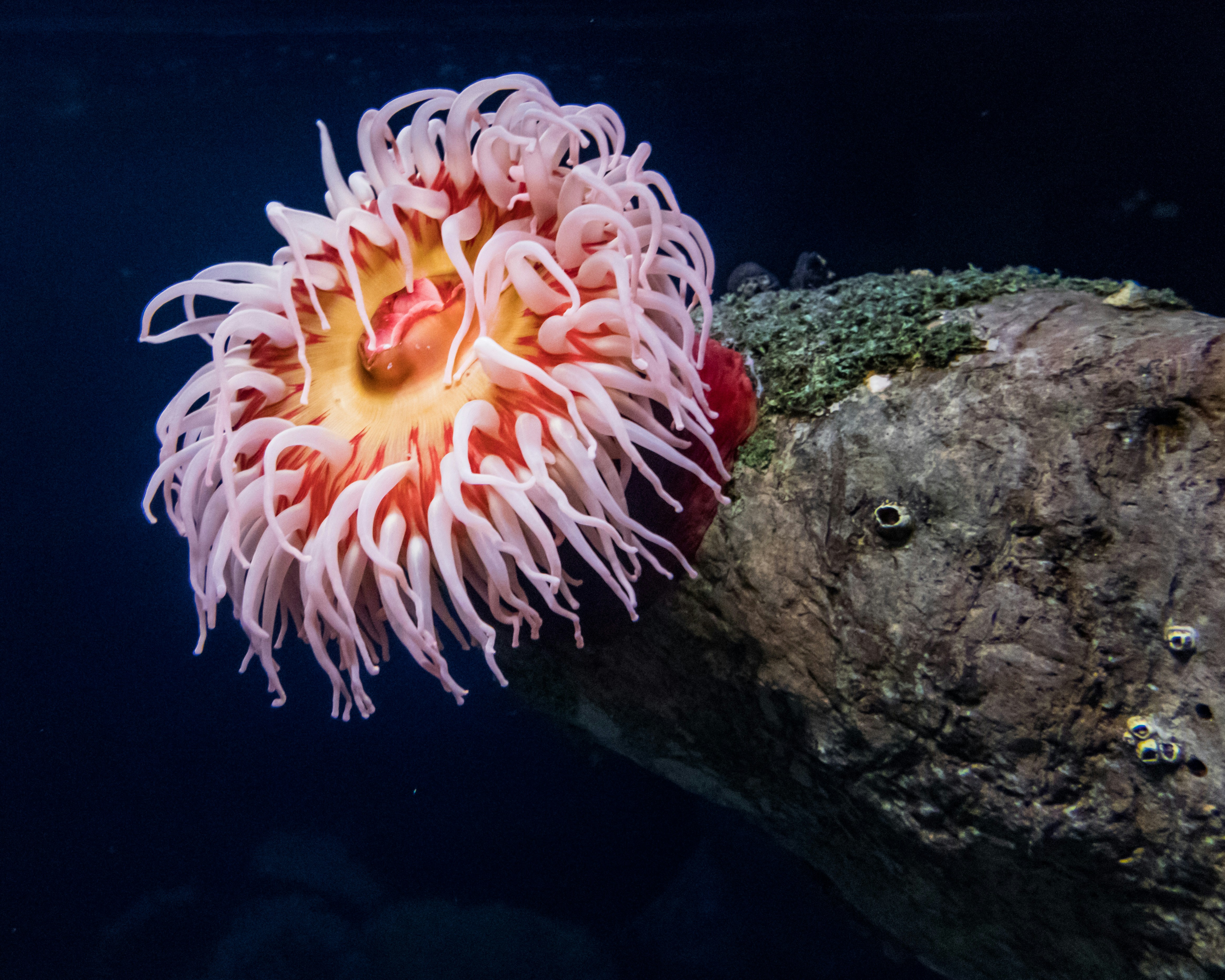 Pink-White Sea Anemone Unfurls Fringed Tentacles from a Rugged Reef