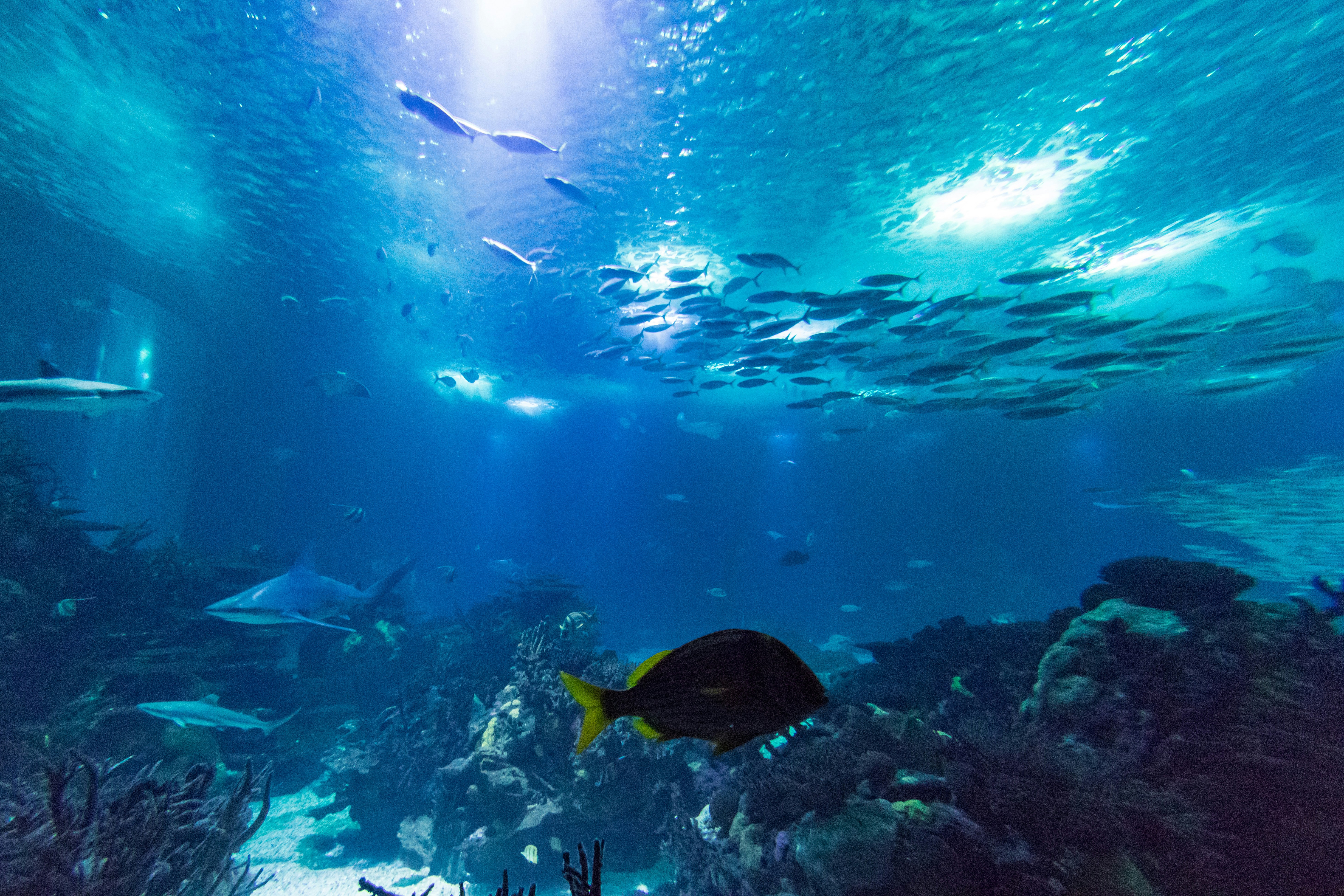 A large aquarium filled with lots of fish photo – Free Sea Image on ...