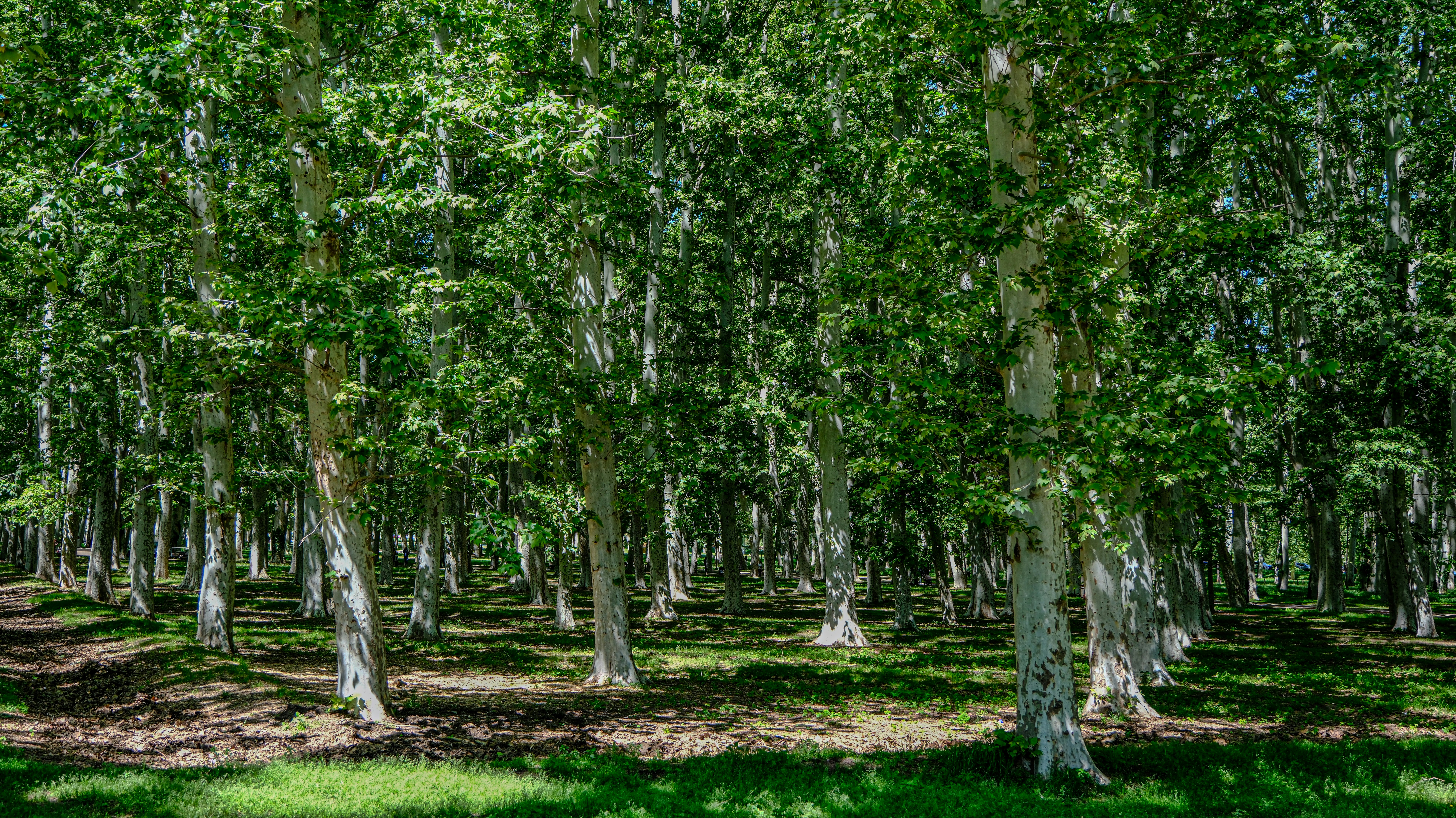 sunlight falls through the canopy of bright green leaves in a large group of plane trees