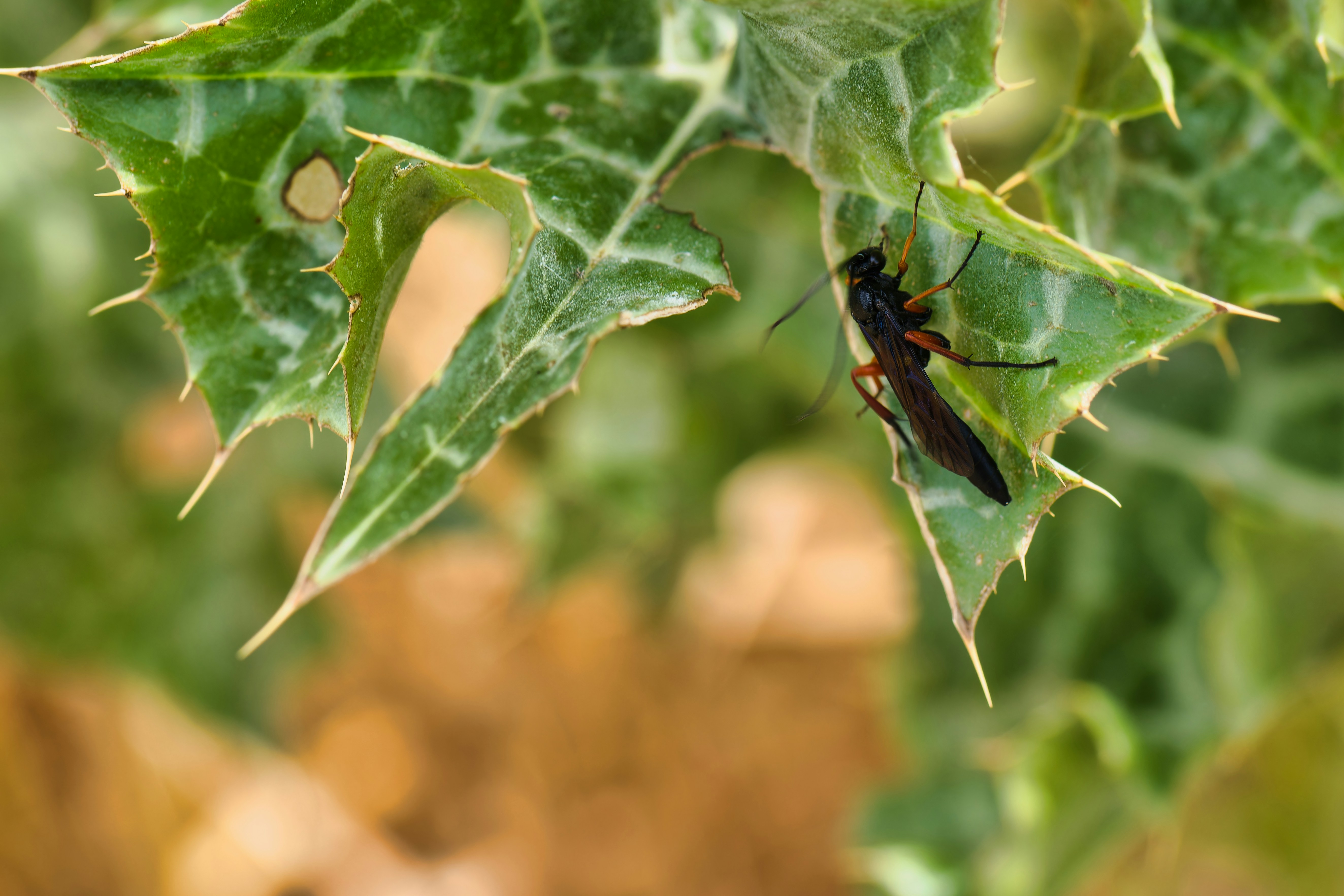 Crimson-Black Wasp Adrift on Serrated Leaf