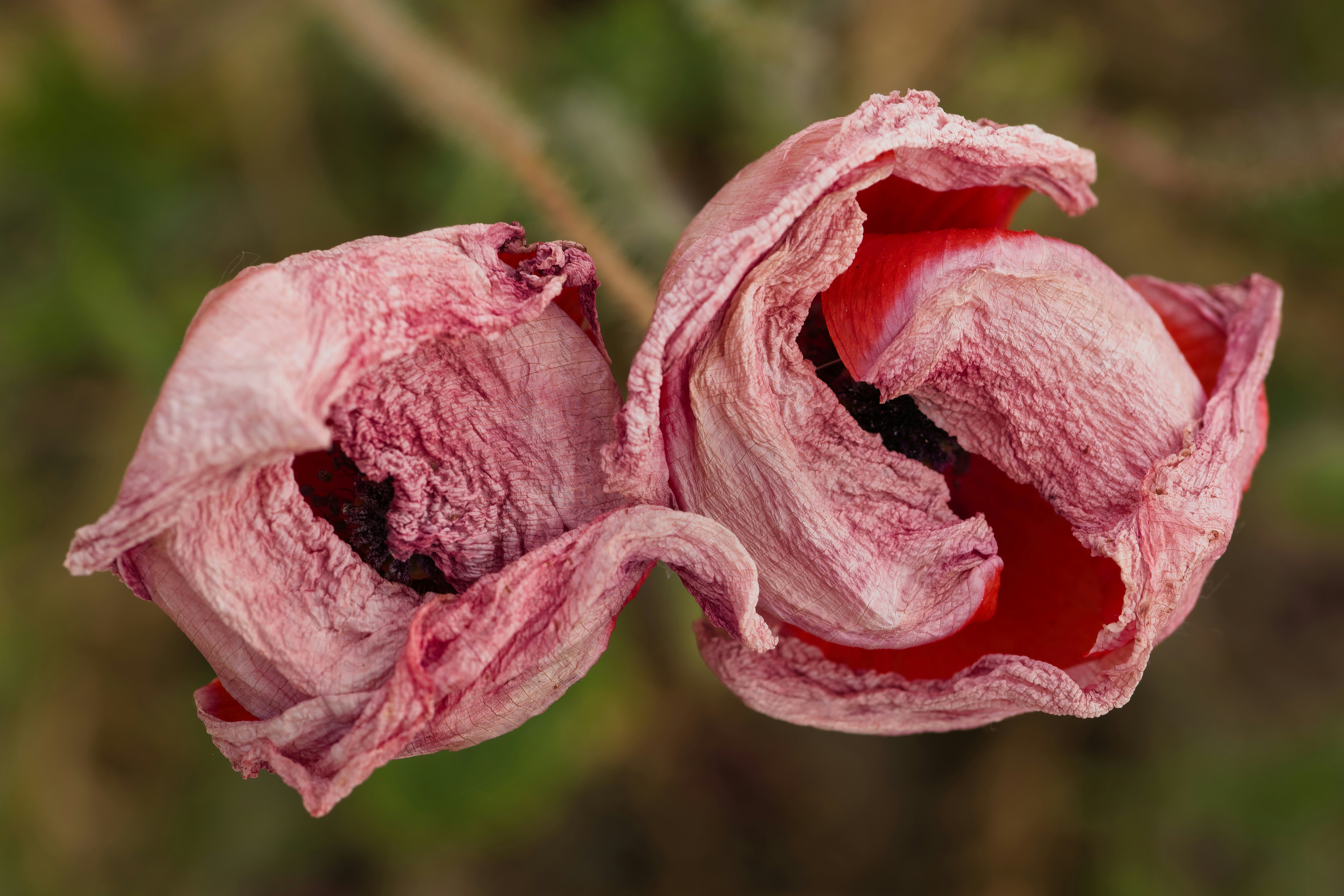 Macro photograph of two wilted pink petals pressed together, set against a softly blurred natural background.