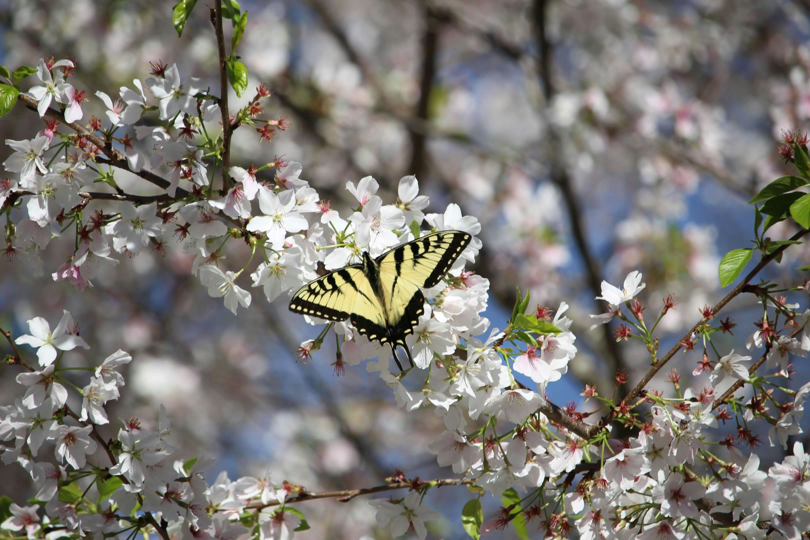 Butterfly at the Bloom: Yellow Swallowtail on Spring Cherry Blossoms