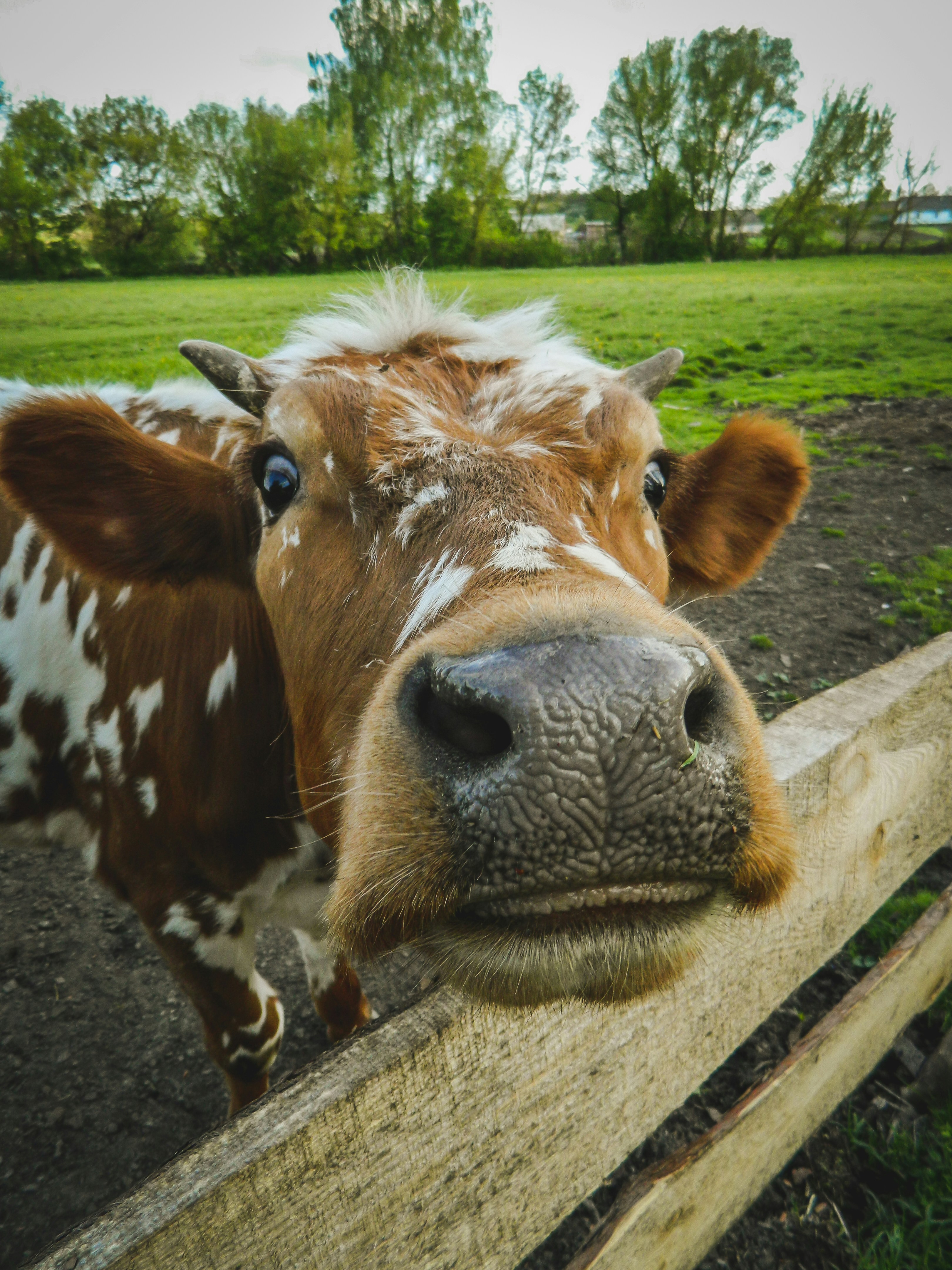 Nose-to-Snout at the Fence: A Cow’s Curious Gaze