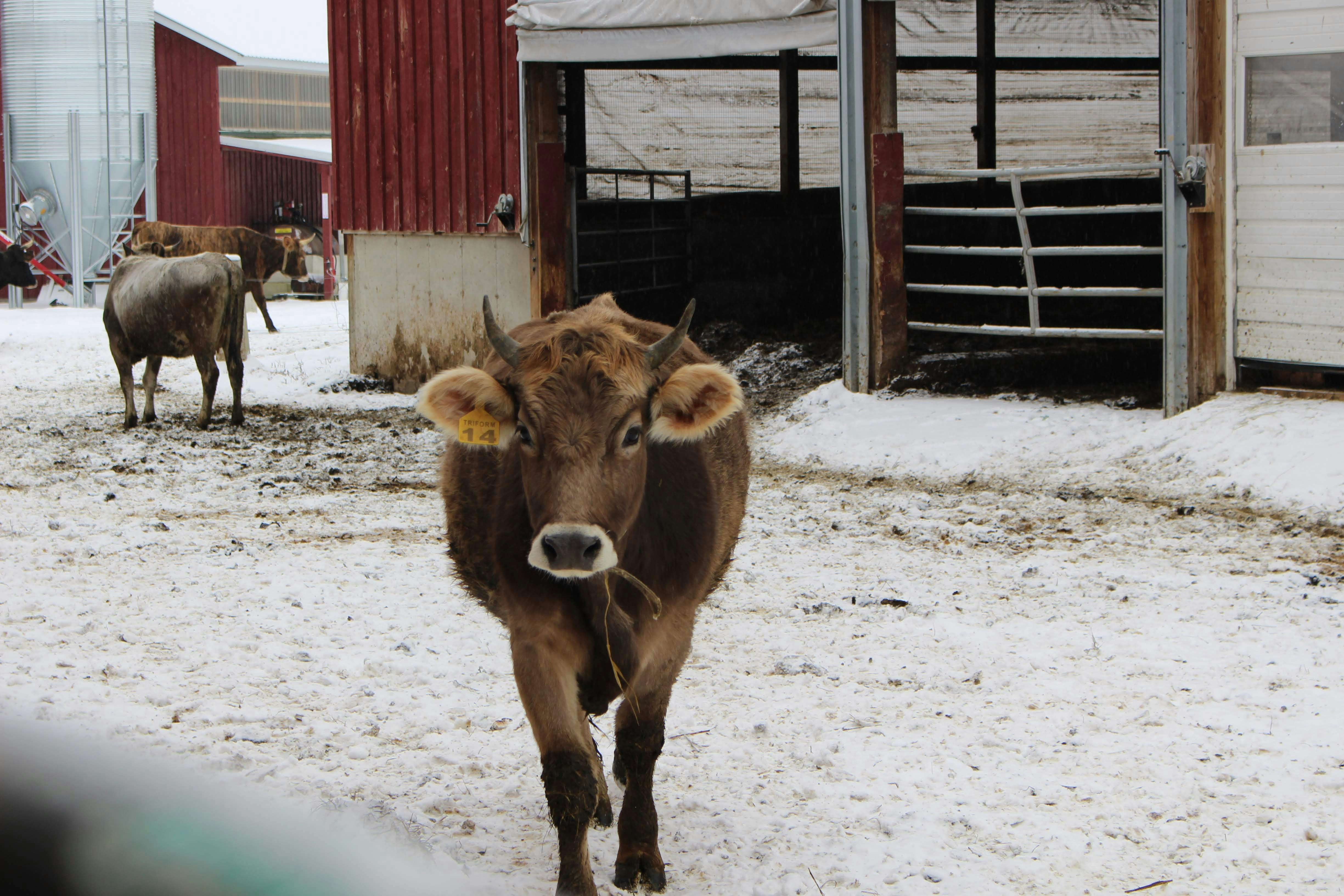 Winterfront Approaches: A Curious Cow Steps Toward the Camera Across a Snowy Farmyard
